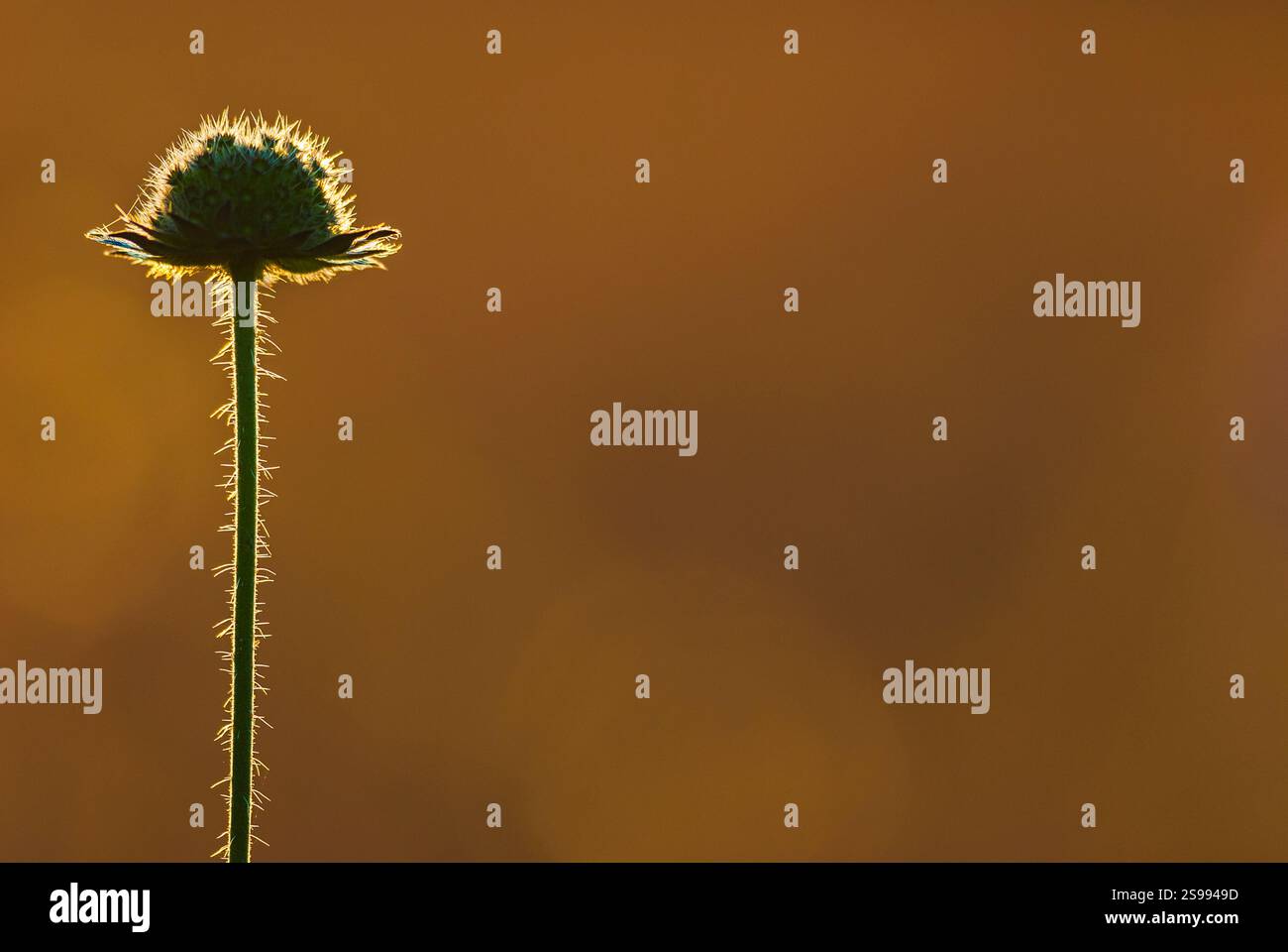 Delicate plant silhouette features hi-res stock photography and images ...