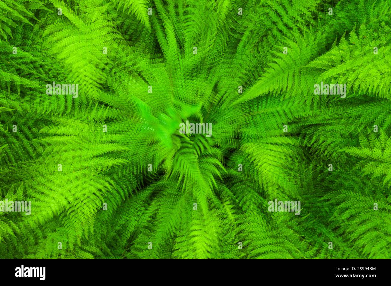 Lush ferns display a vivid swirl of green hues, showcasing their ...