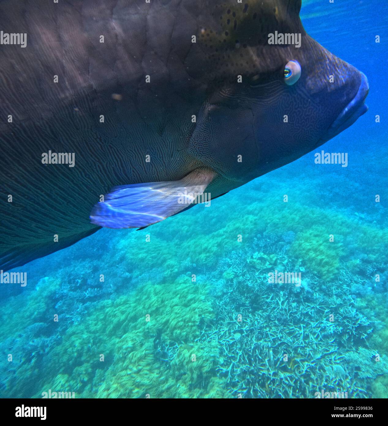 Cheeky humphead wrasse () with eyeball turned looking back at camera ...