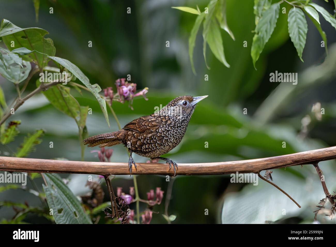 May resemble a cupwing hi-res stock photography and images - Alamy