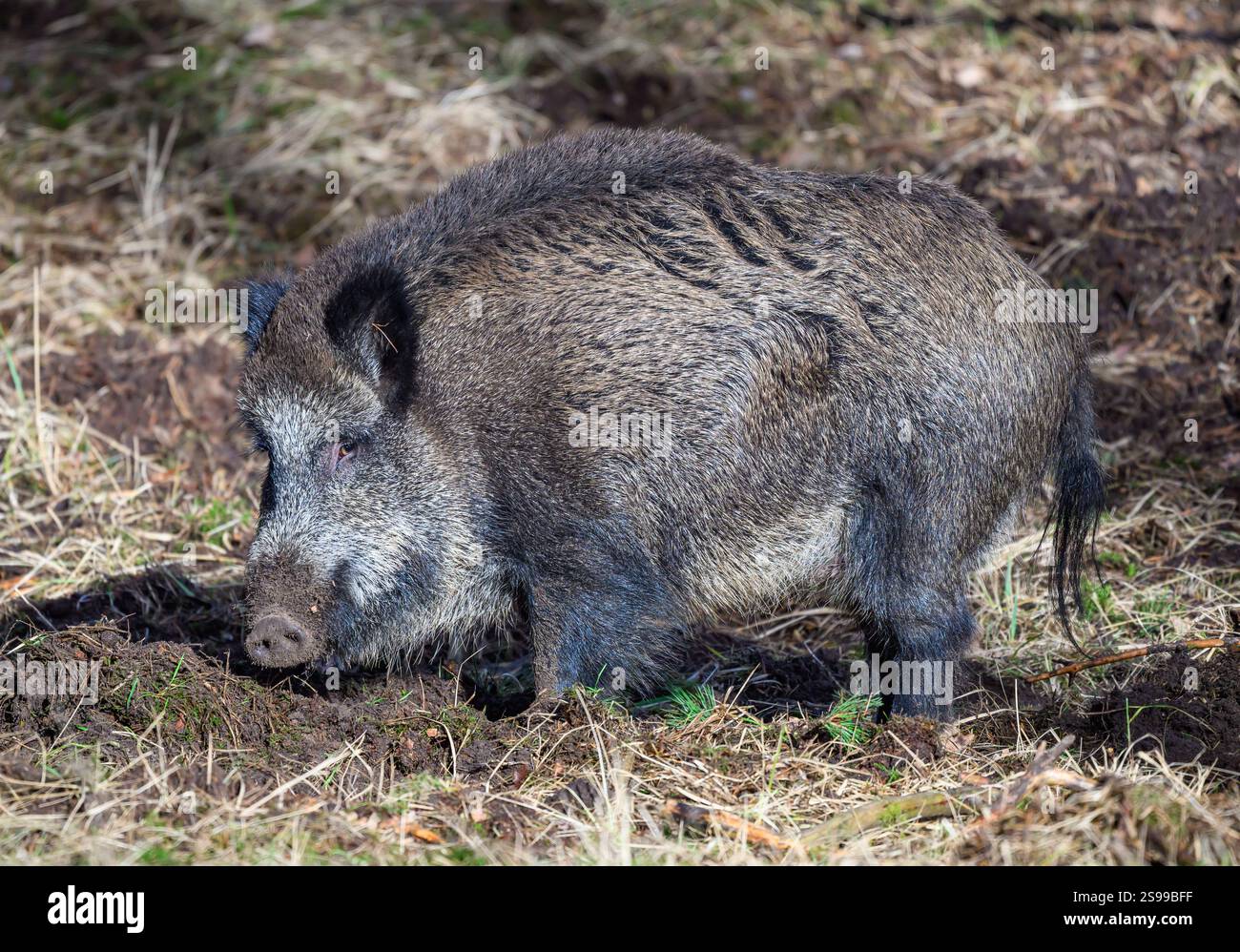 24 January 2025, Brandenburg, Groß Schönebeck: A wild boar ...