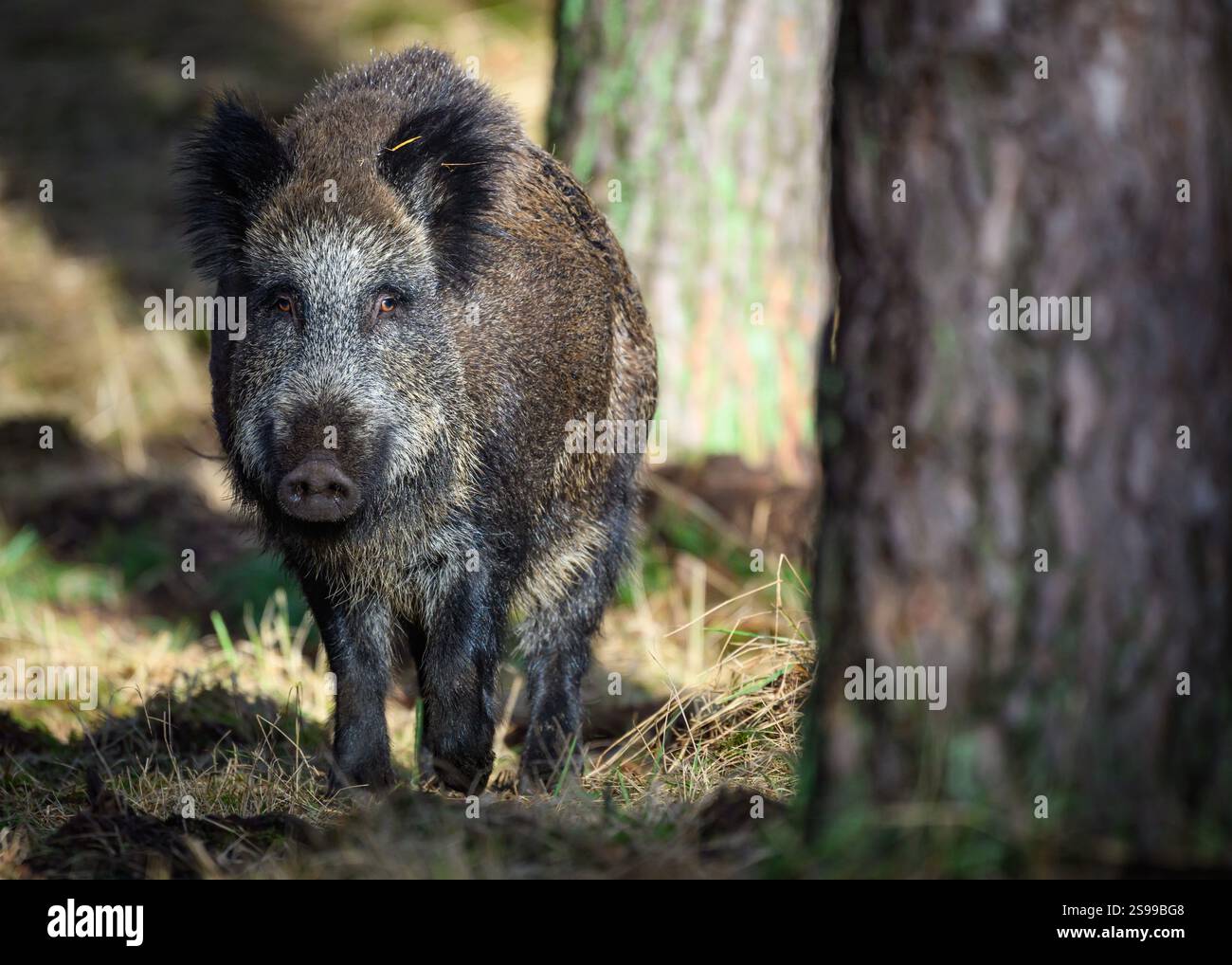 24 January 2025, Brandenburg, Groß Schönebeck: A wild boar ...