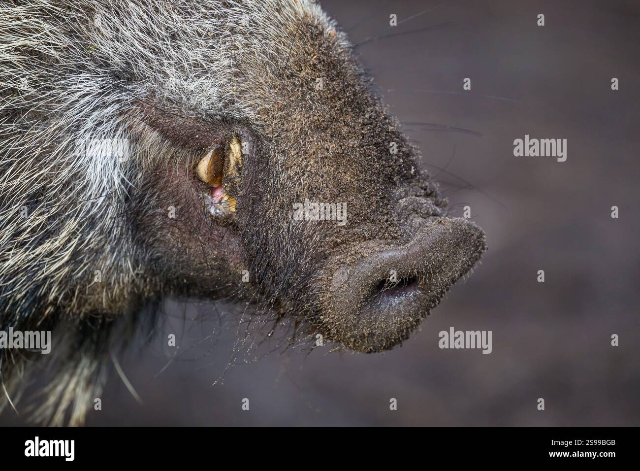 24 January 2025, Brandenburg, Groß Schönebeck: The snout with the tusks ...