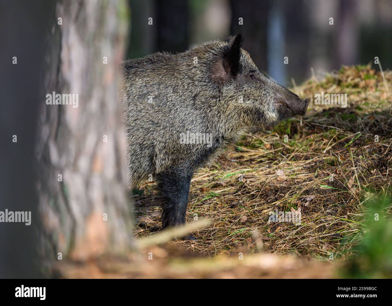 24 January 2025, Brandenburg, Groß Schönebeck: A wild boar ...
