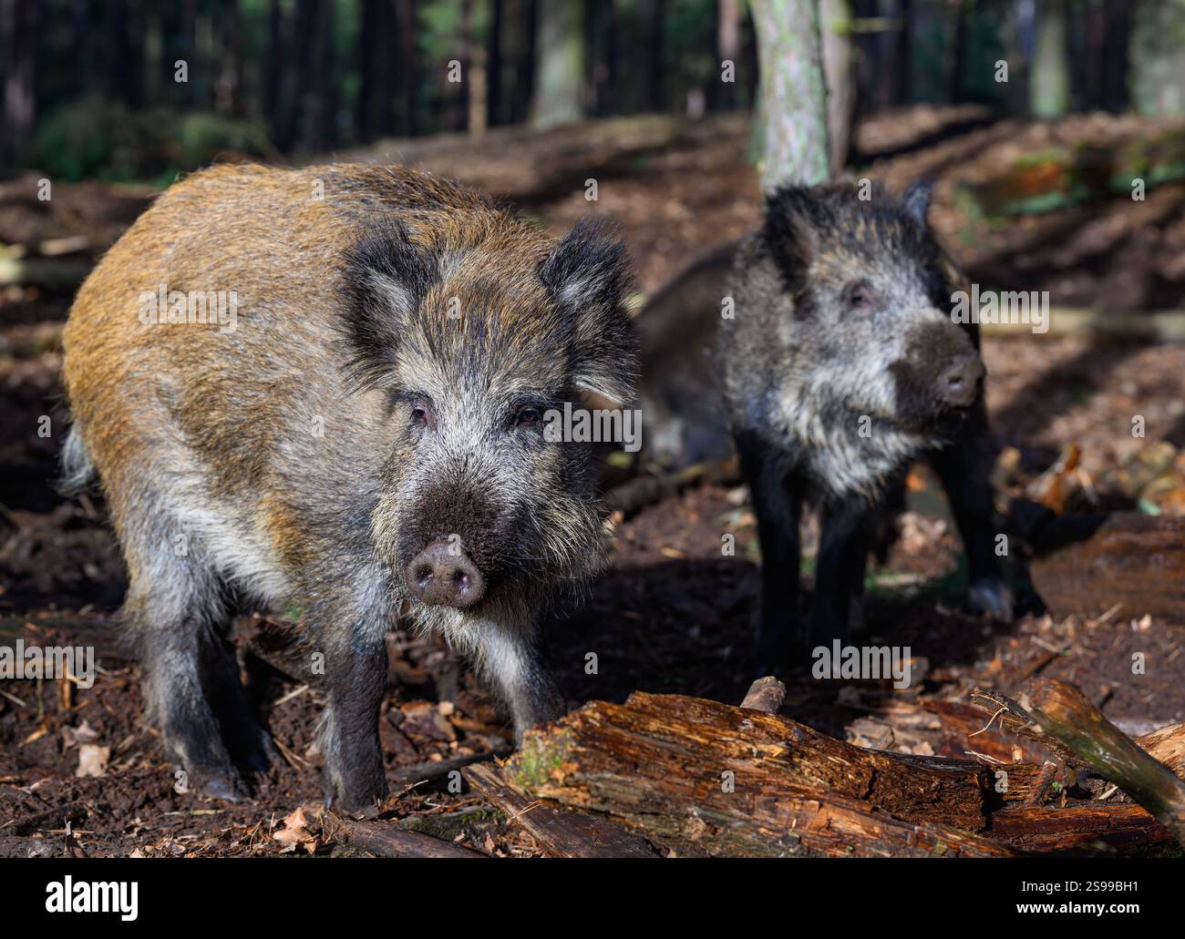 24 January 2025, Brandenburg, Groß Schönebeck: Young wild boars (young ...
