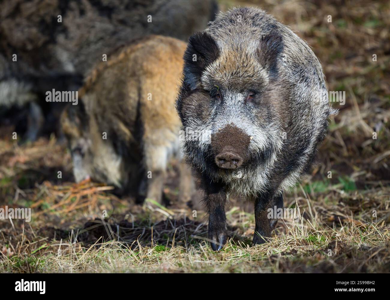 24 January 2025, Brandenburg, Groß Schönebeck: Wild boars, photographed ...