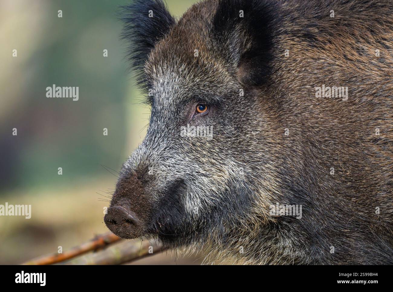 24 January 2025, Brandenburg, Groß Schönebeck: A wild boar ...