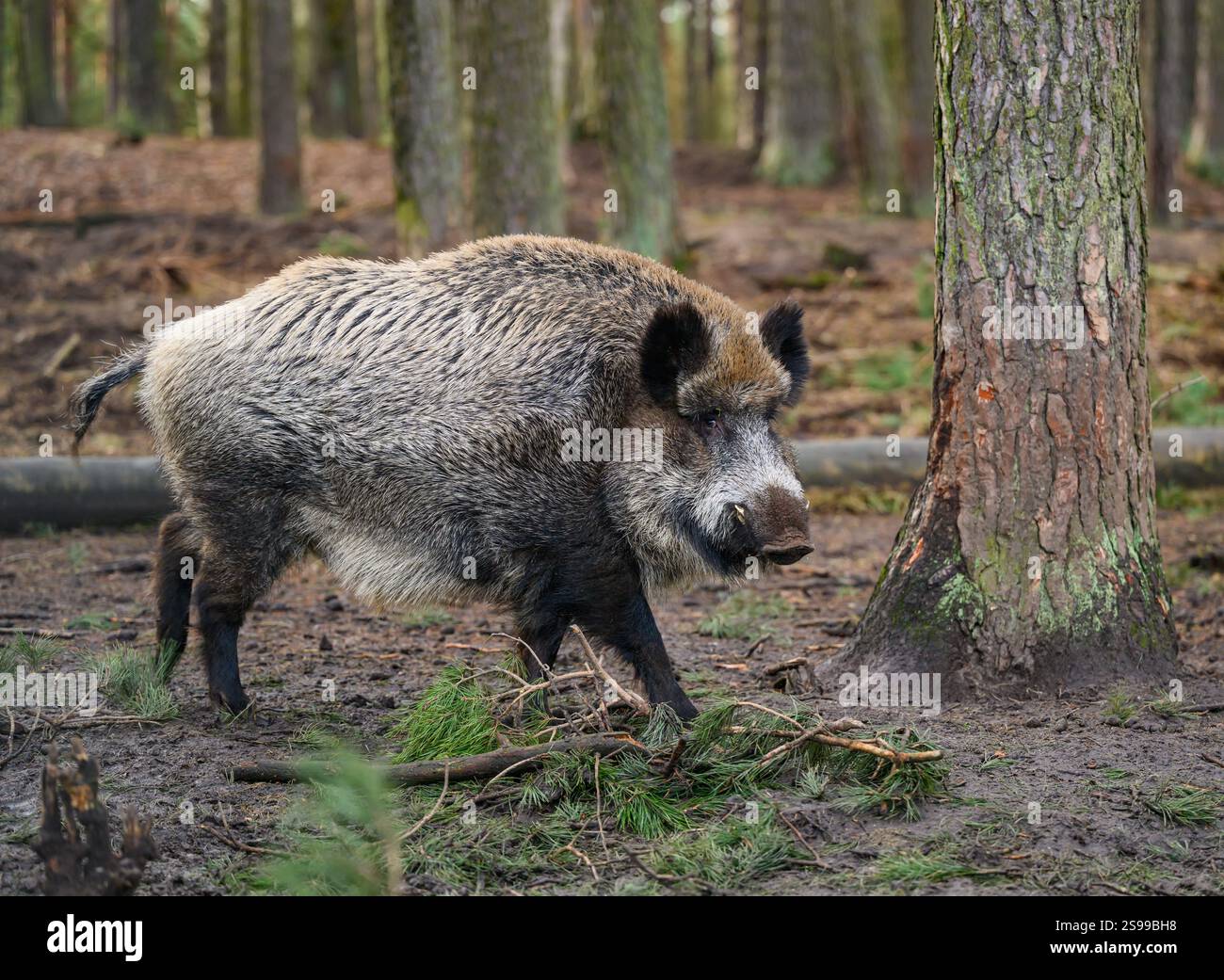 24 January 2025, Brandenburg, Groß Schönebeck: A wild boar ...