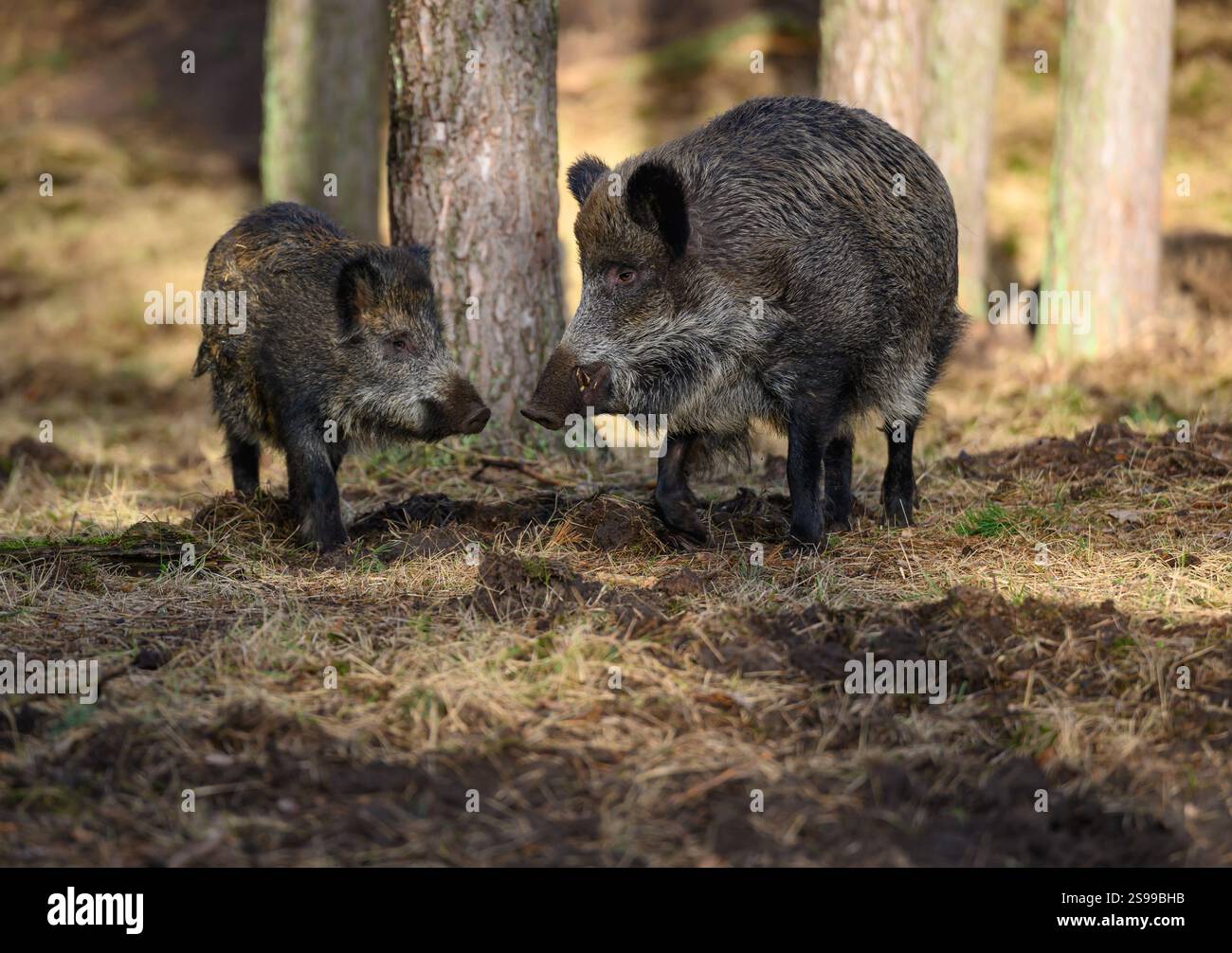 24 January 2025, Brandenburg, Groß Schönebeck: Wild boars, photographed ...
