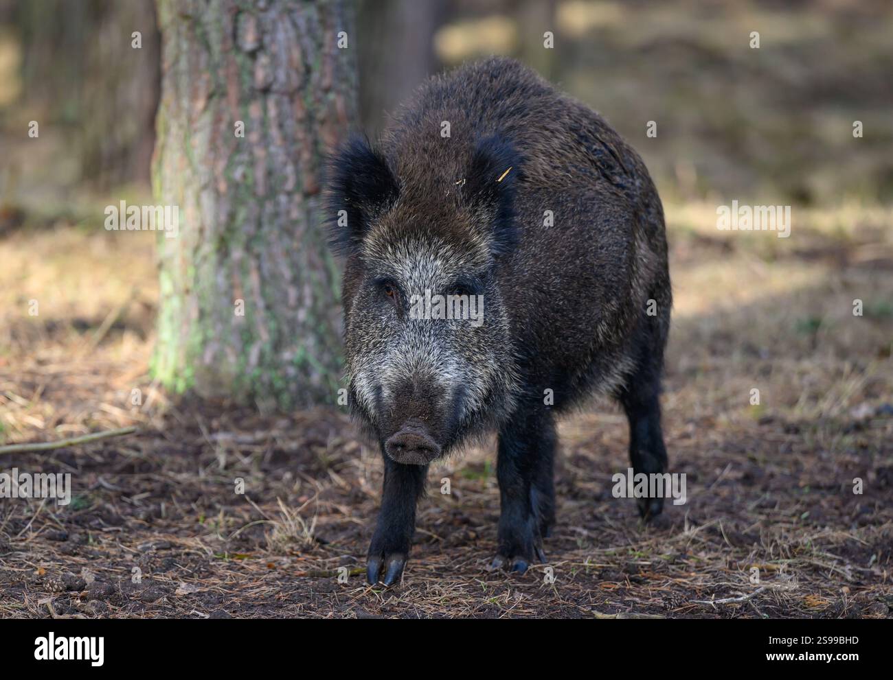 24 January 2025, Brandenburg, Groß Schönebeck: A wild boar ...