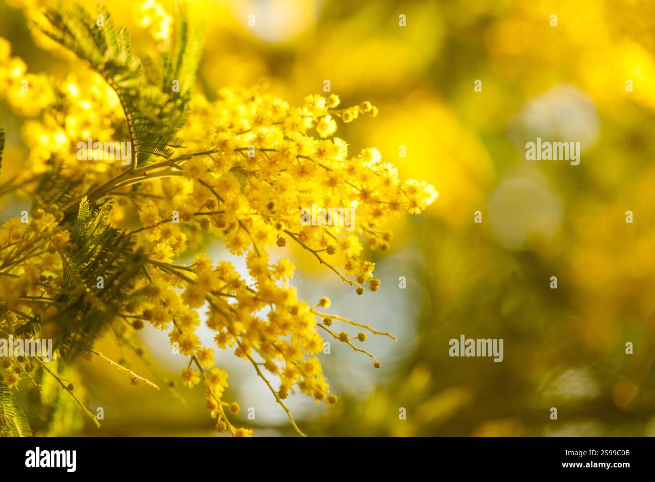Spring yellow flower of acacia dealbata, silver wattle border on bright ...