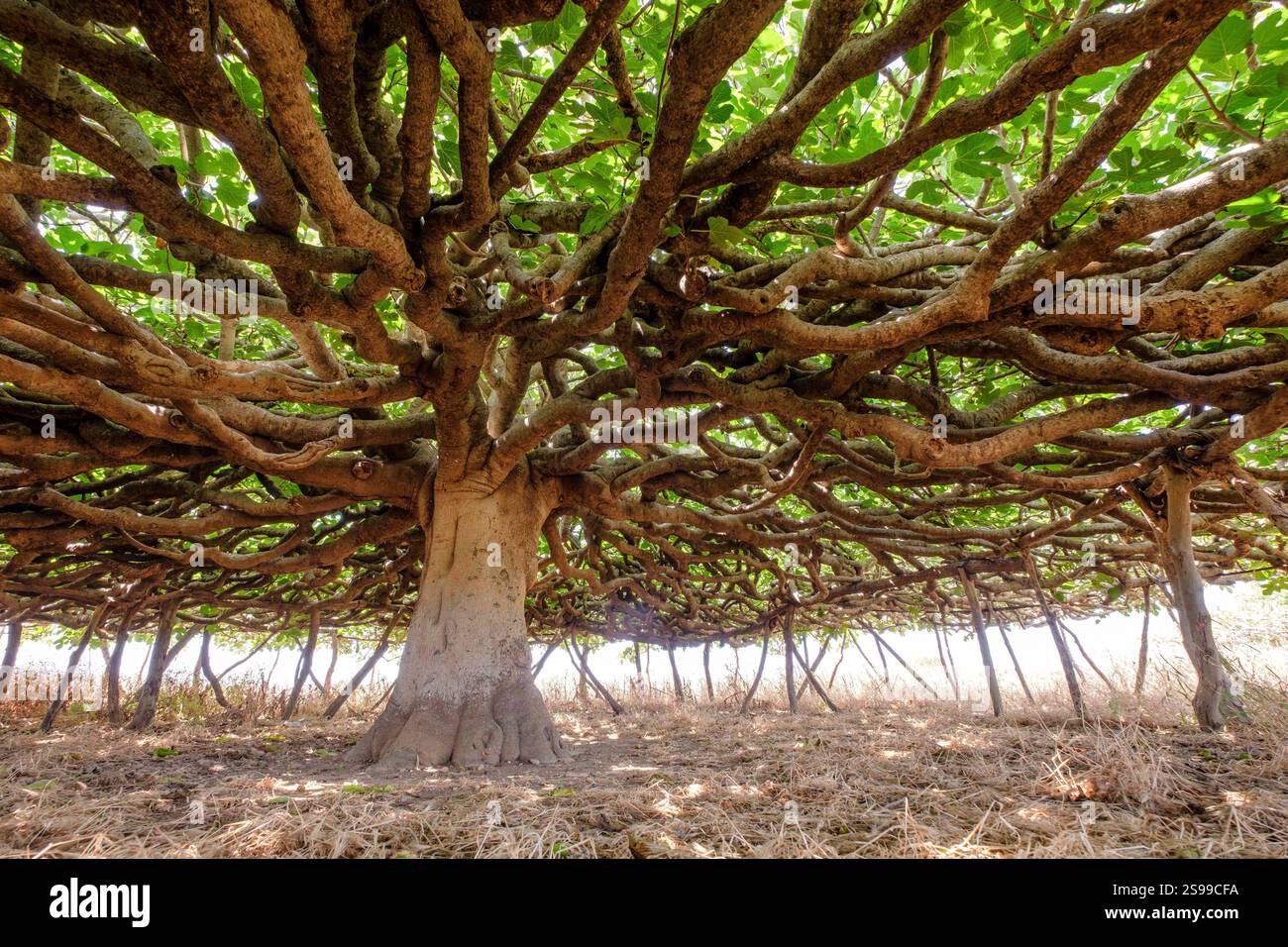 Century fig trees of formentera hi-res stock photography and images - Alamy