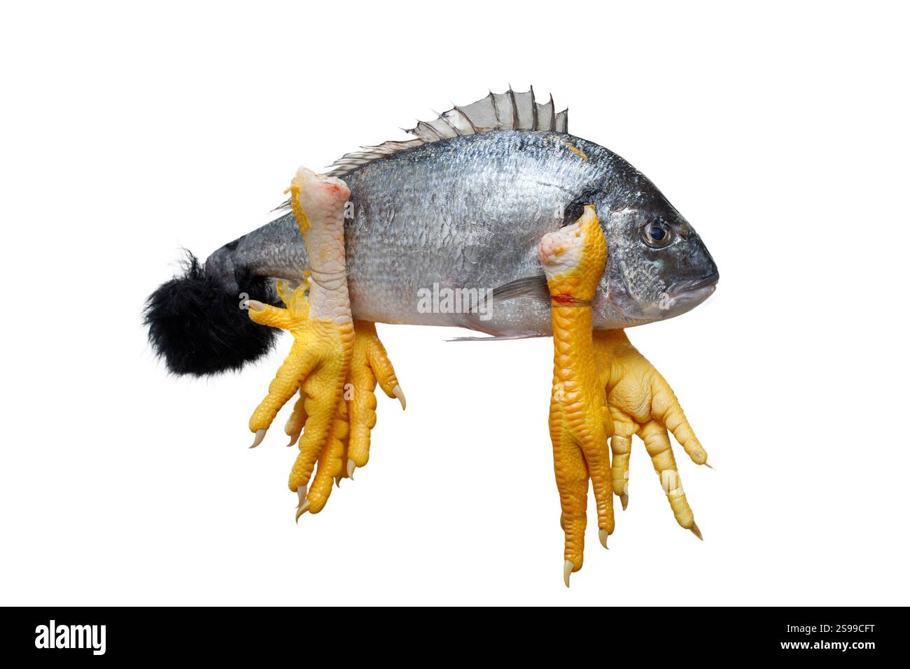Chickenfish hi-res stock photography and images - Alamy