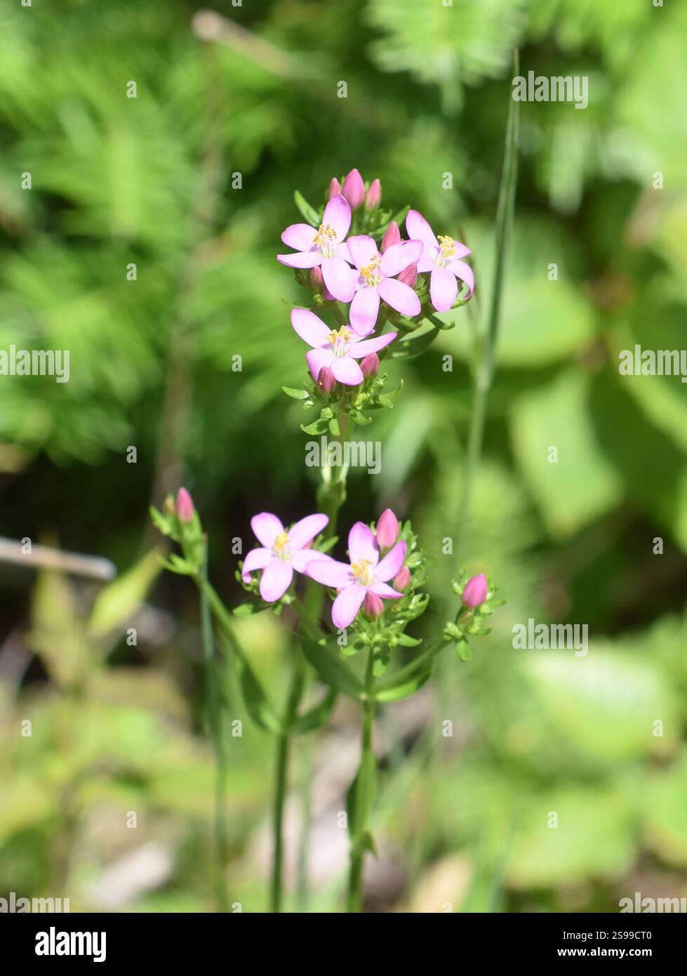 Feverwort Centaurium erythraea flowering pink flowers Stock Photo - Alamy