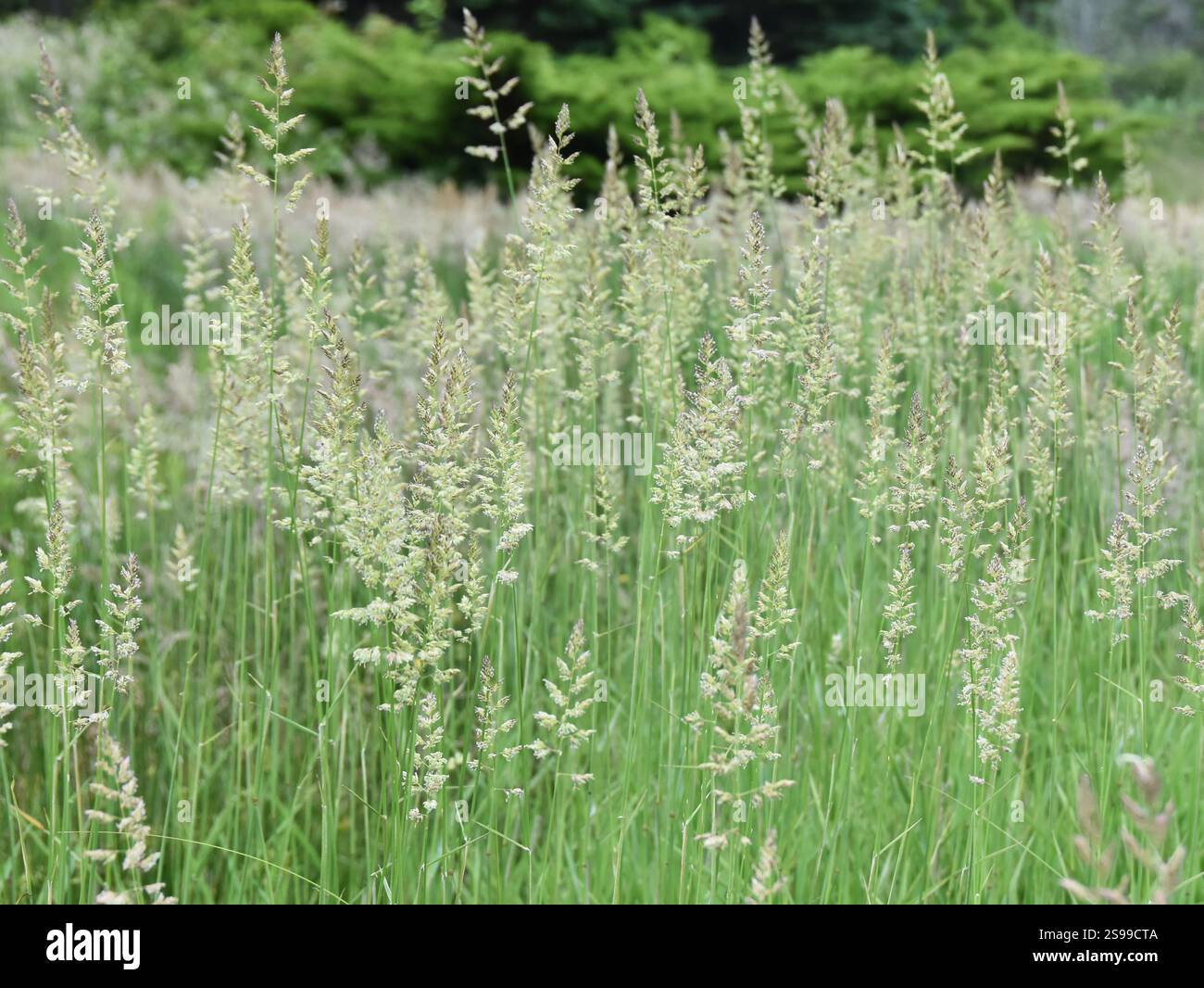 Field of flowering grass Stock Photo - Alamy
