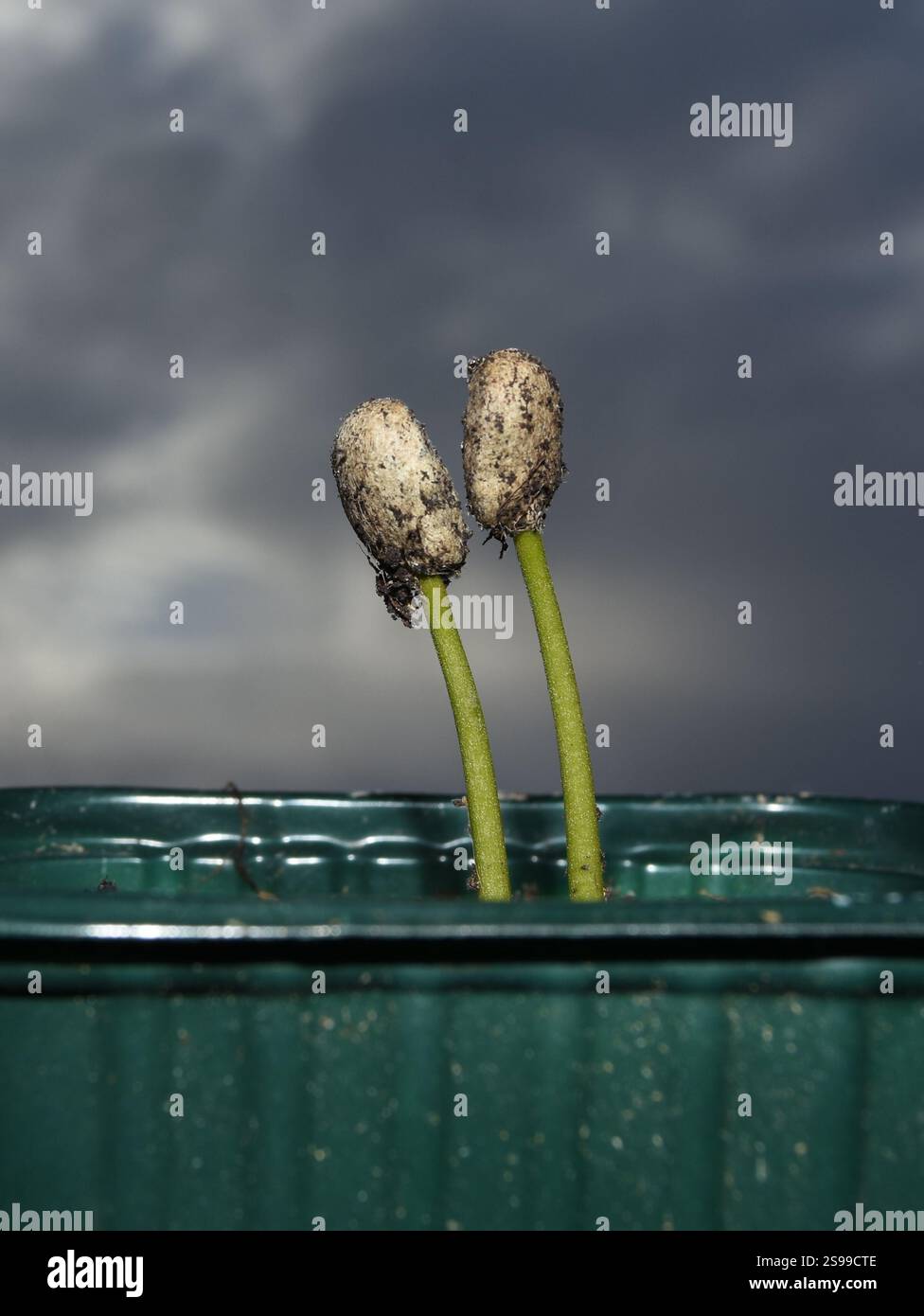Coffee plant seed sprouting in small green pot Stock Photo - Alamy
