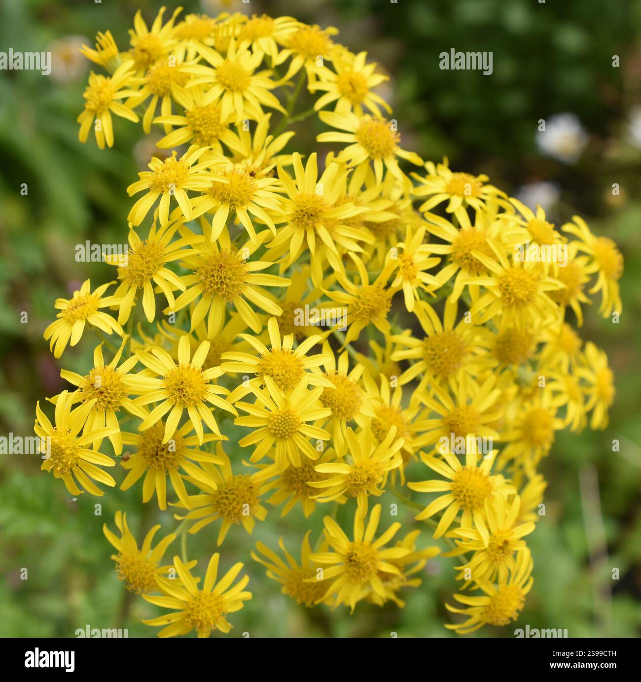 The invasive poisonous weed plant common ragwort Senecio jacobaea ...