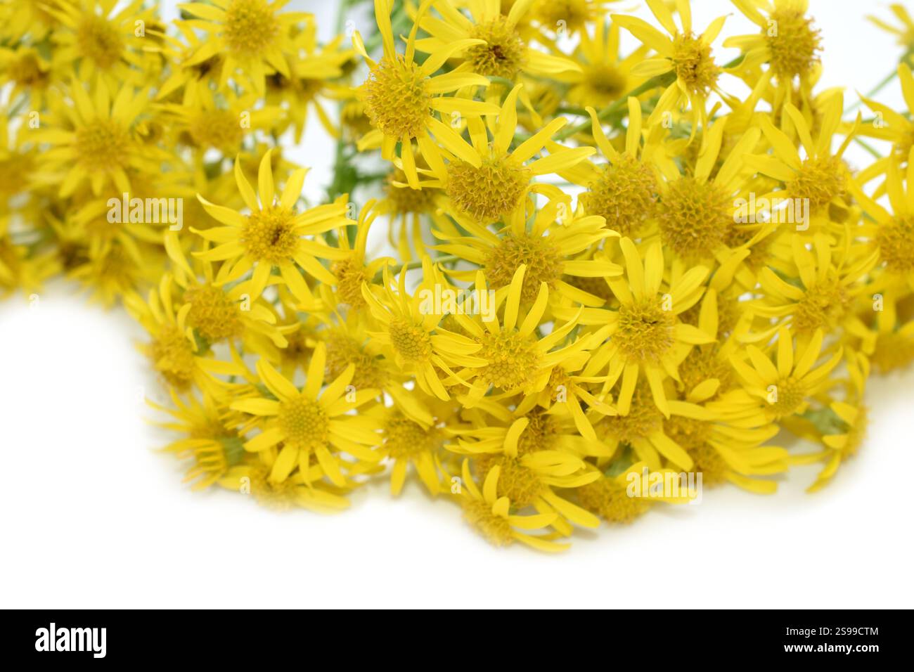 The invasive poisonous weed plant common ragwort Senecio jacobaea ...