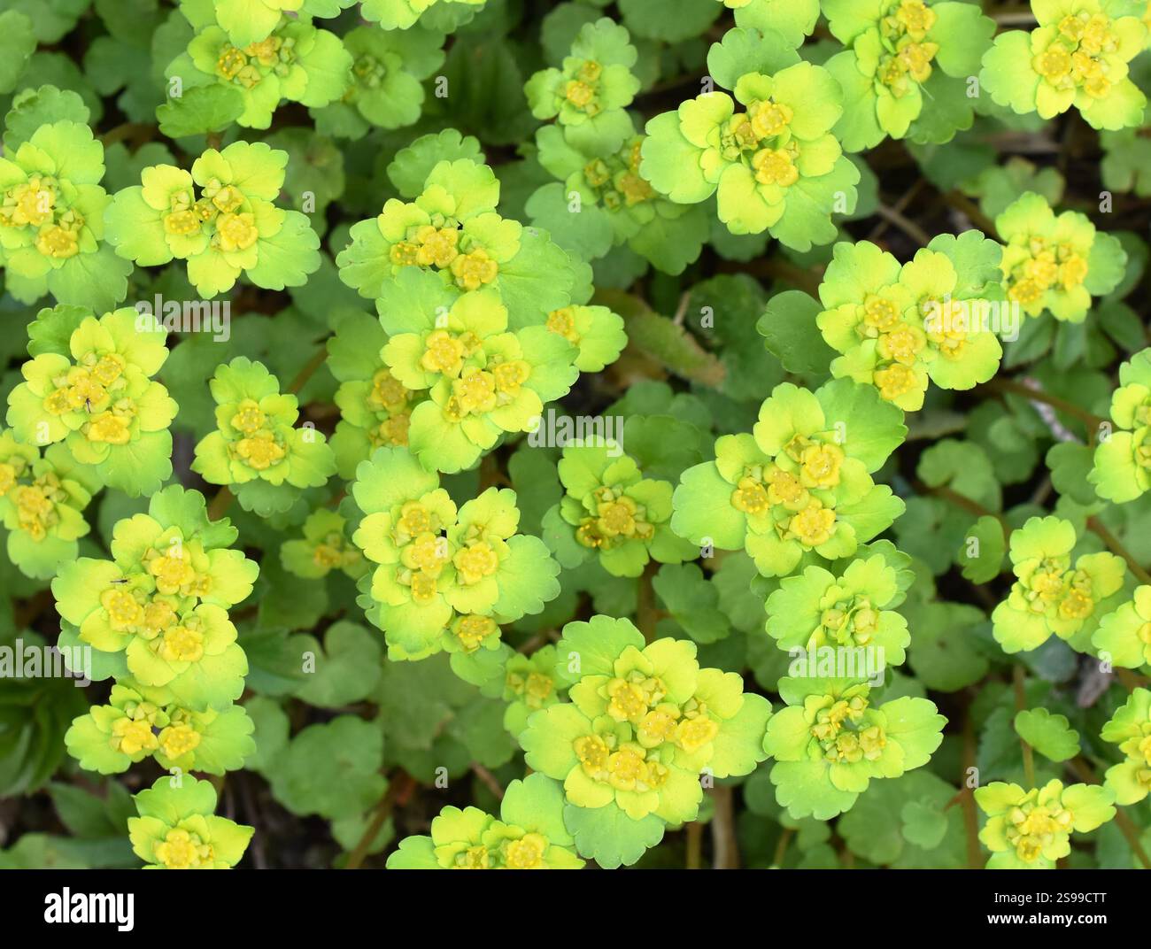 Close up on green and yellow Golden saxifrage Chrysoplenium ...