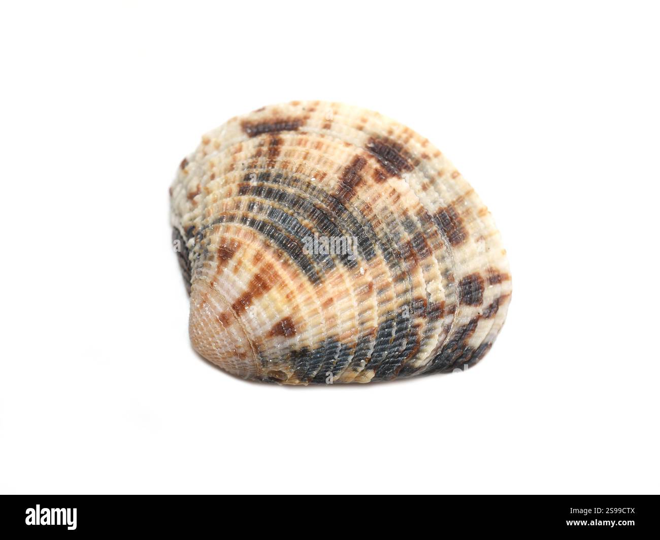 Bivalve mussel leukoma sp. isolated on white background Stock Photo - Alamy