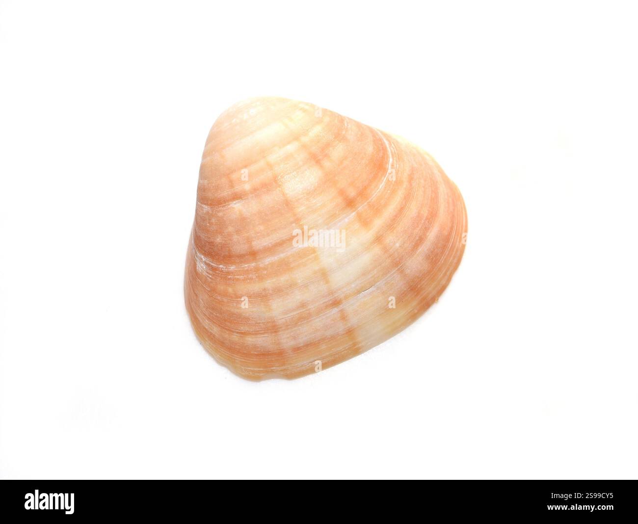 Empty seashell from the marine mollusk Notocallista multistriata Stock ...
