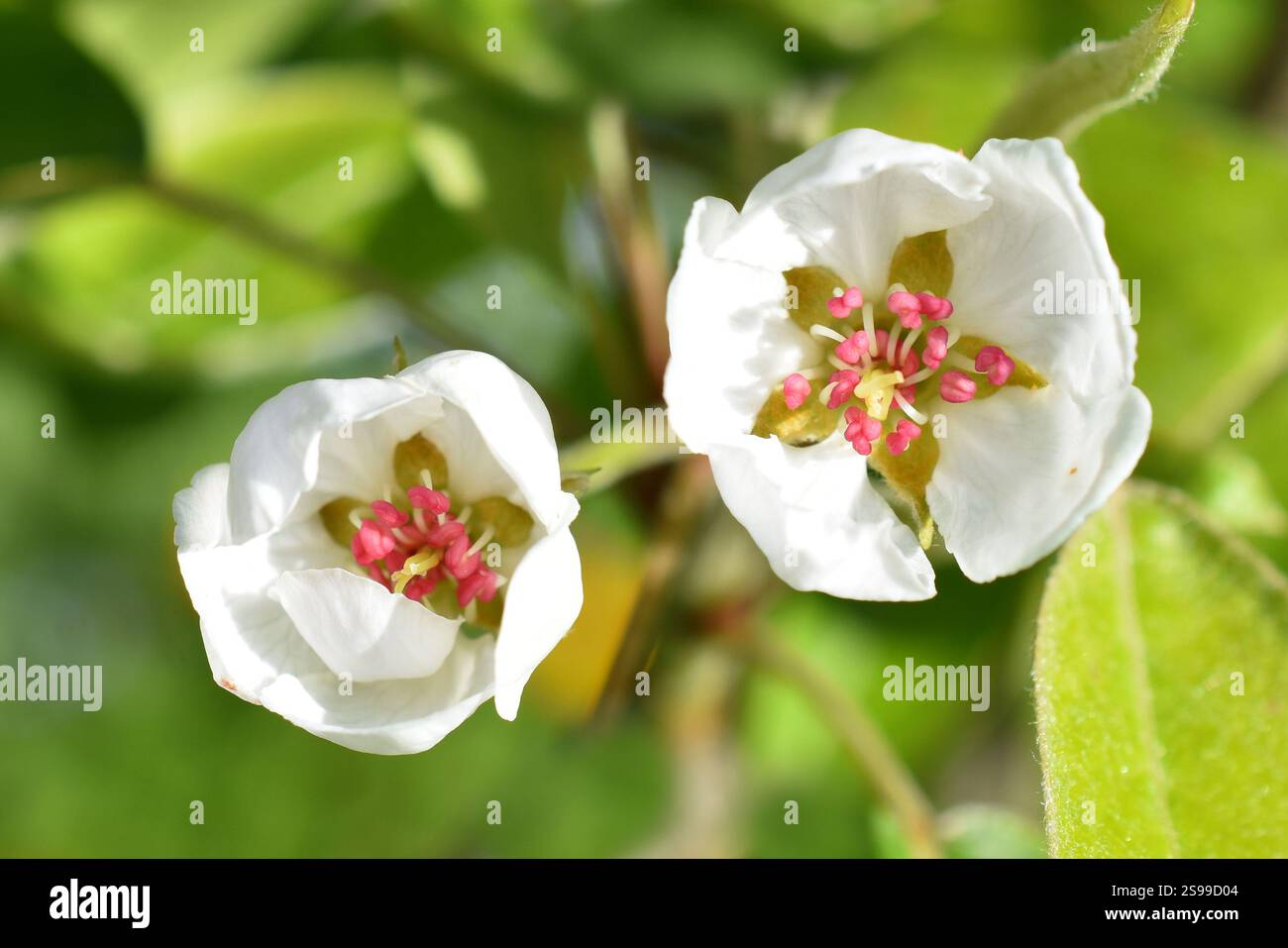 Pear flower pyrus communis hi-res stock photography and images - Alamy