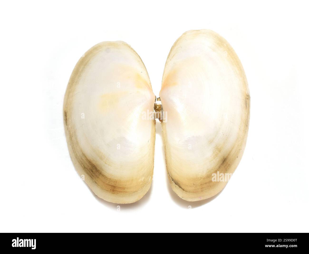 Bivalve mussel isolated on white background Stock Photo - Alamy