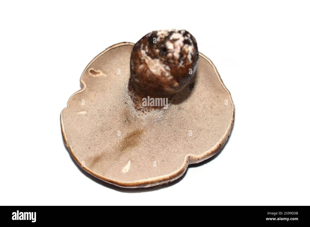 Shingled hedgehog Sarcodon imbricatus mushroom underside on white ...