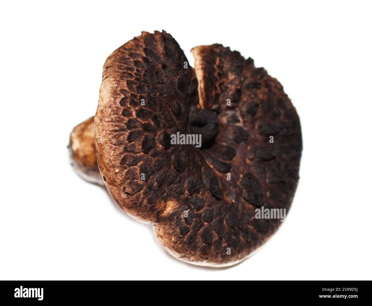 Shingled hedgehog Sarcodon imbricatus mushroom on white background ...