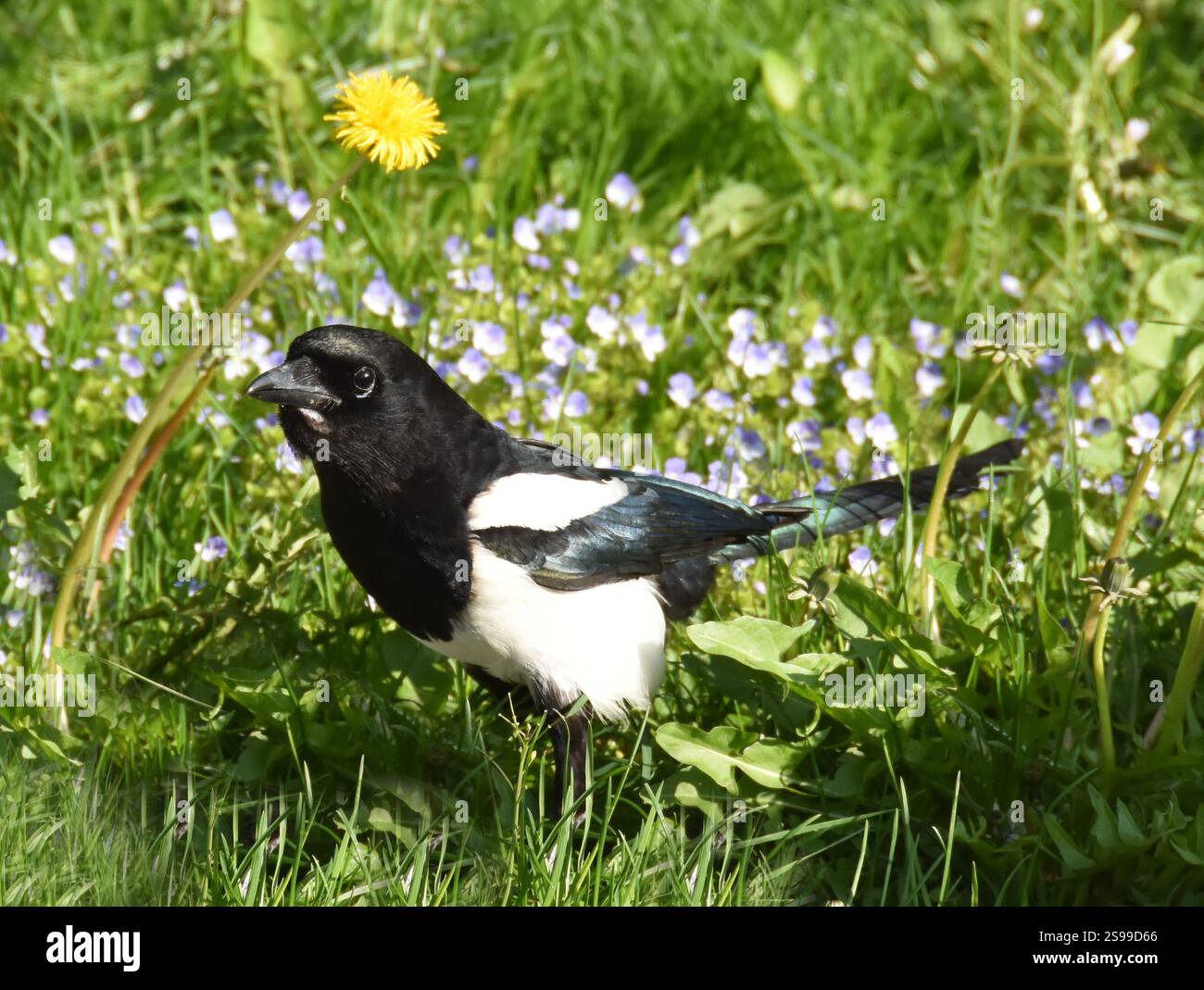 Common black and white bird magpie pica pica sitting in a flower field ...