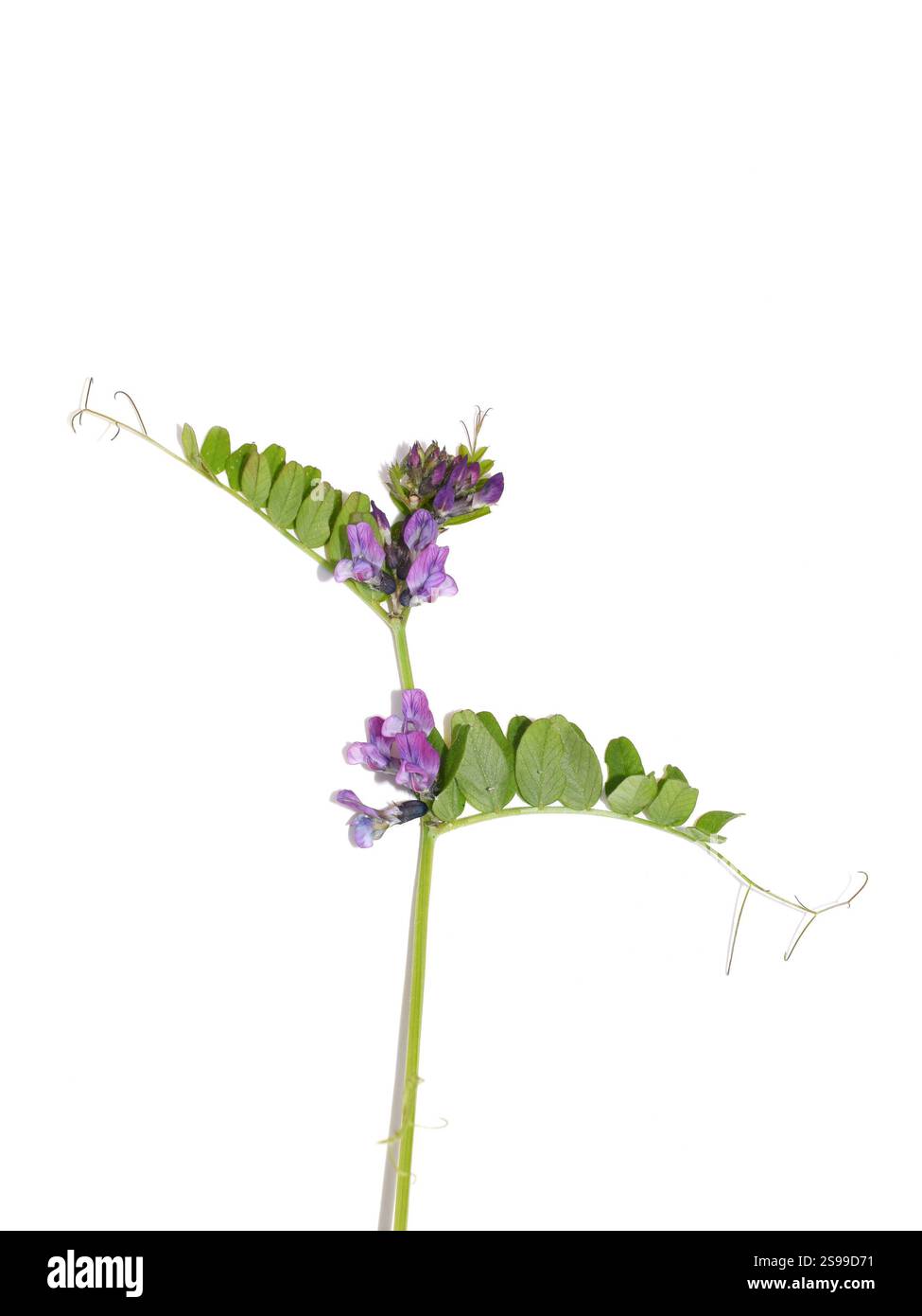 Closeup on purple flowers on a wild Vicia cracca cow vetch plant on ...