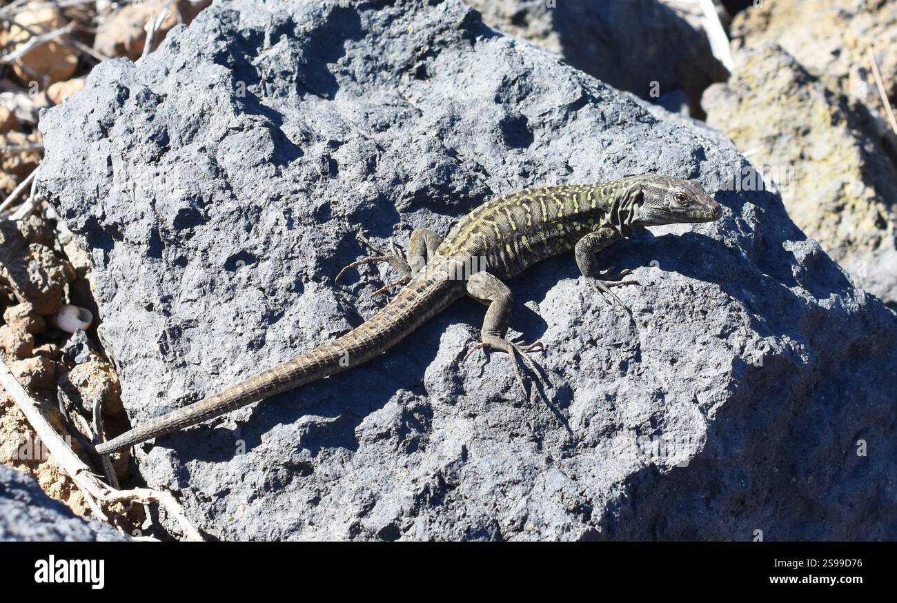 Gallot's lizard Gallotia galloti sitting on a stone Stock Photo - Alamy