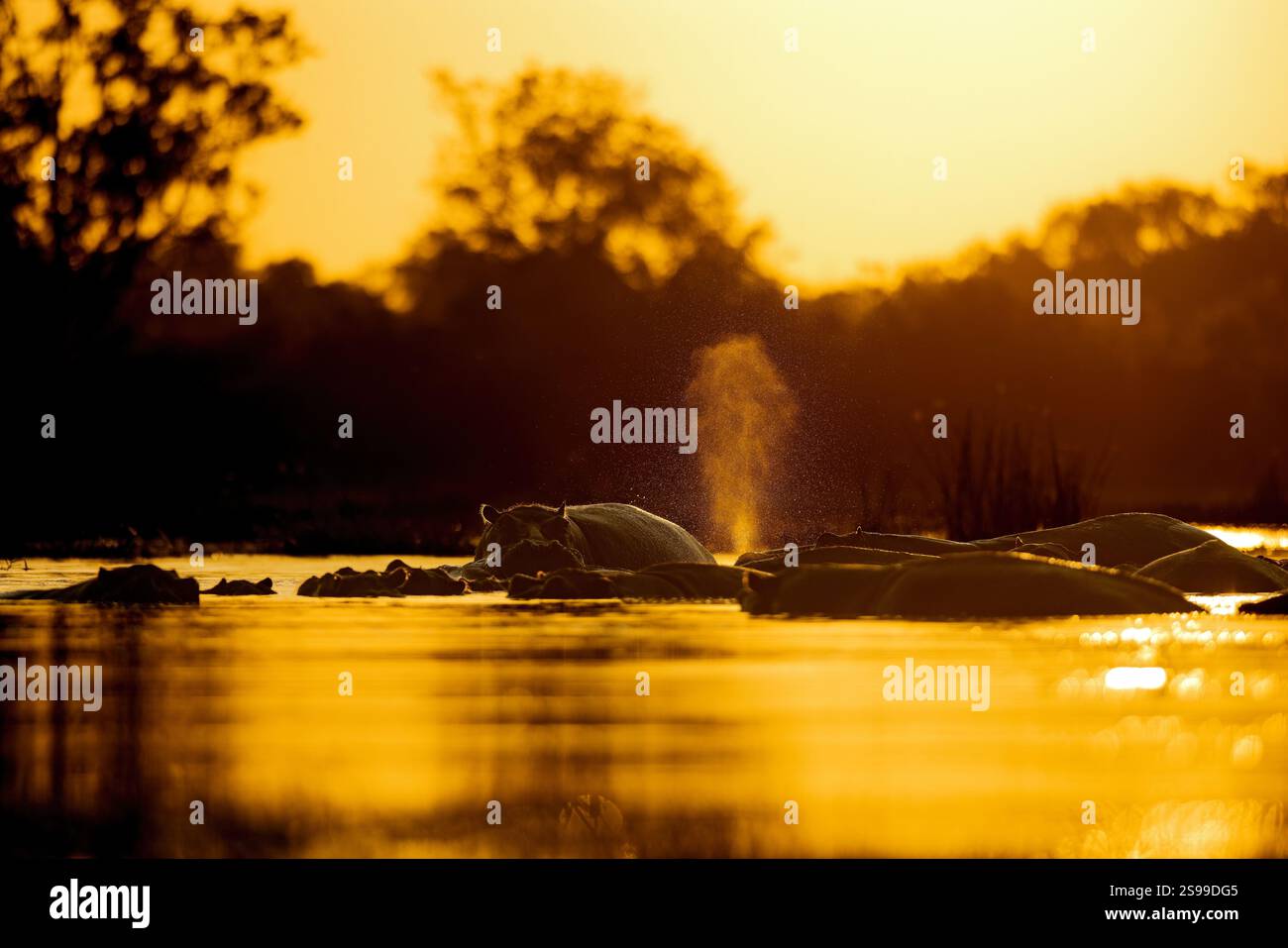 Hippo Snorting leads to a fountain of water spray in the air. Early ...