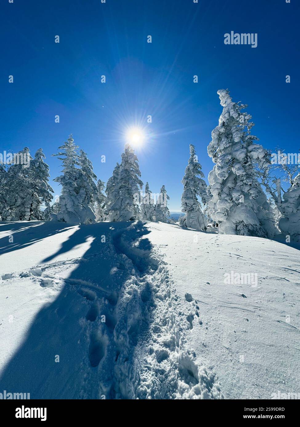 Winter landscape - frosty trees, fir trees in the winter forest in cold ...