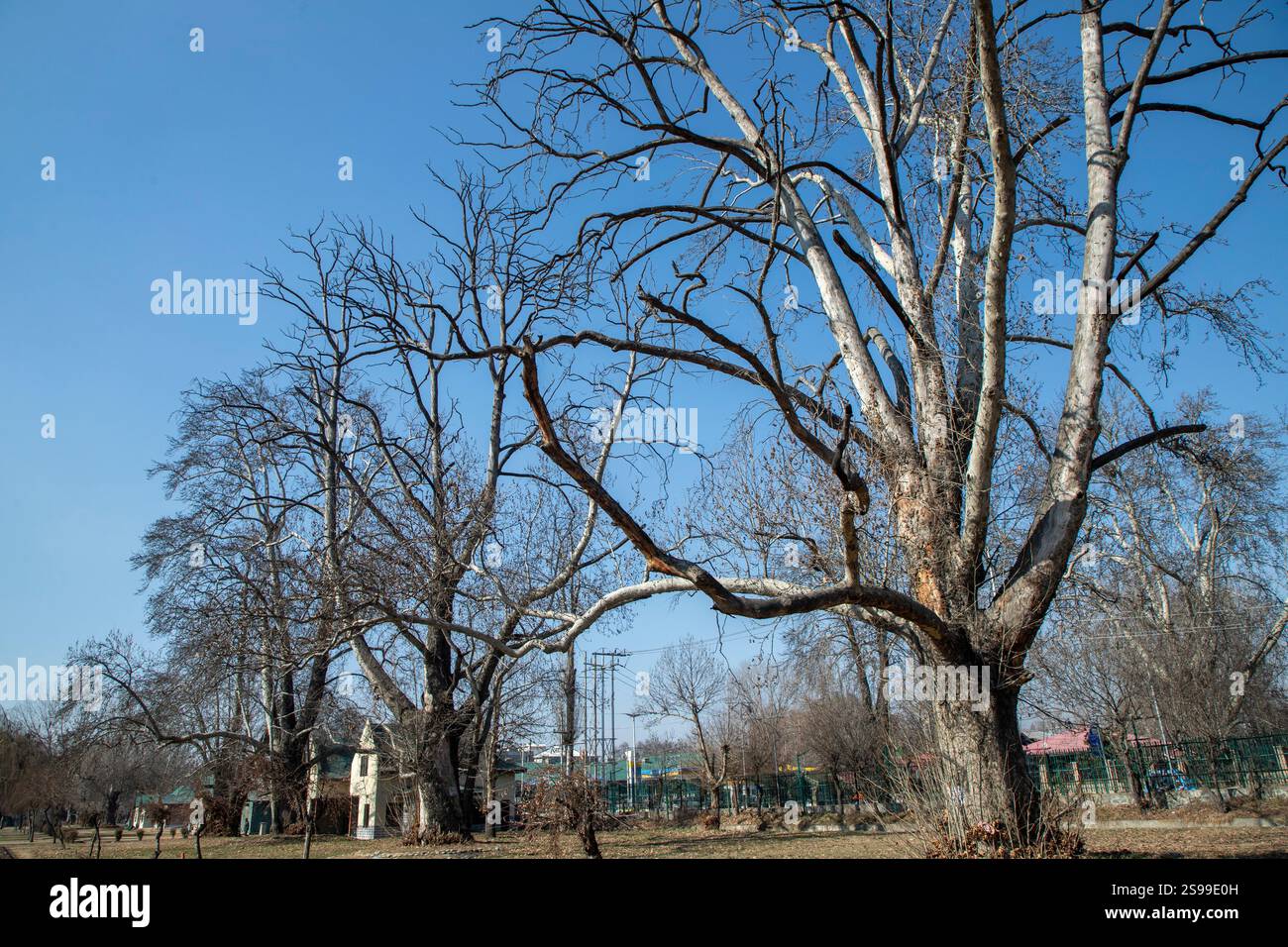 Chinar trees also known as Oriental plane trees are seen after Kashmiri ...