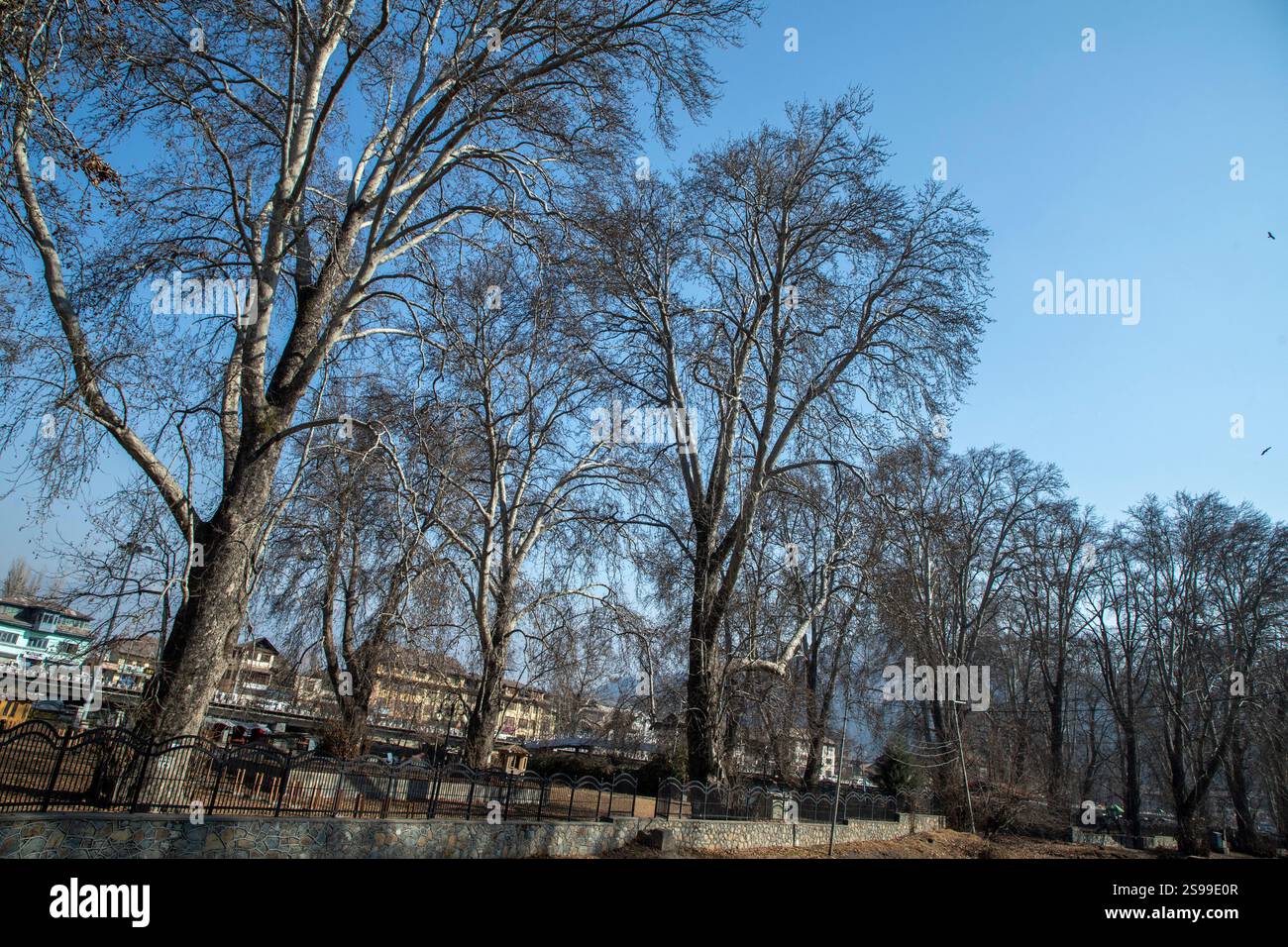 Chinar trees also known as Oriental plane trees are seen after Kashmiri ...