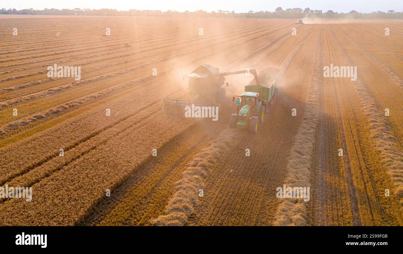 Above view on harvester, combine as harvest mature wheat and unloading ...