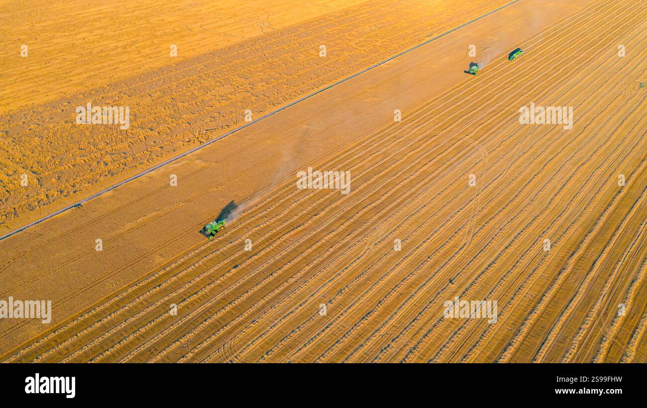Above view over two agricultural harvesters, combines as they cutting ...
