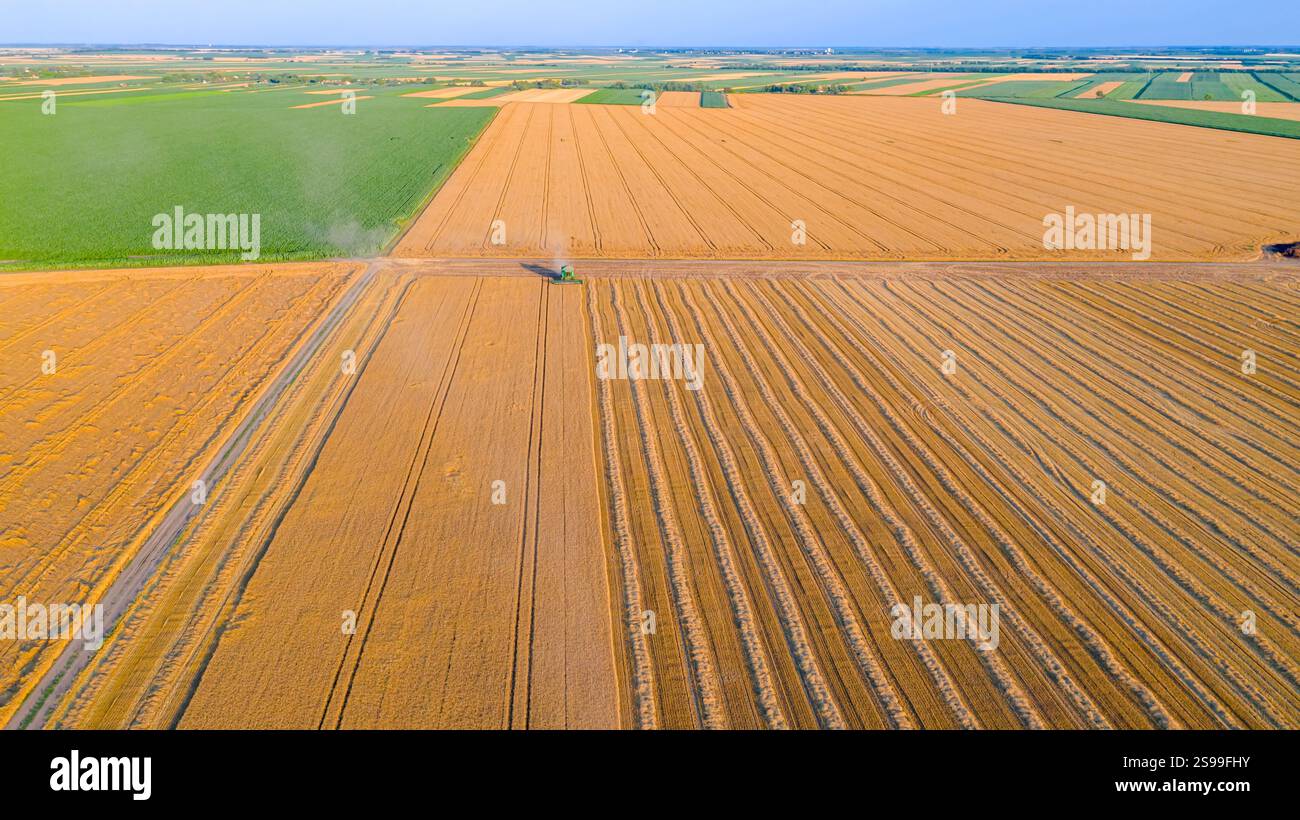 Above view over agricultural harvester, combine as he cutting and ...