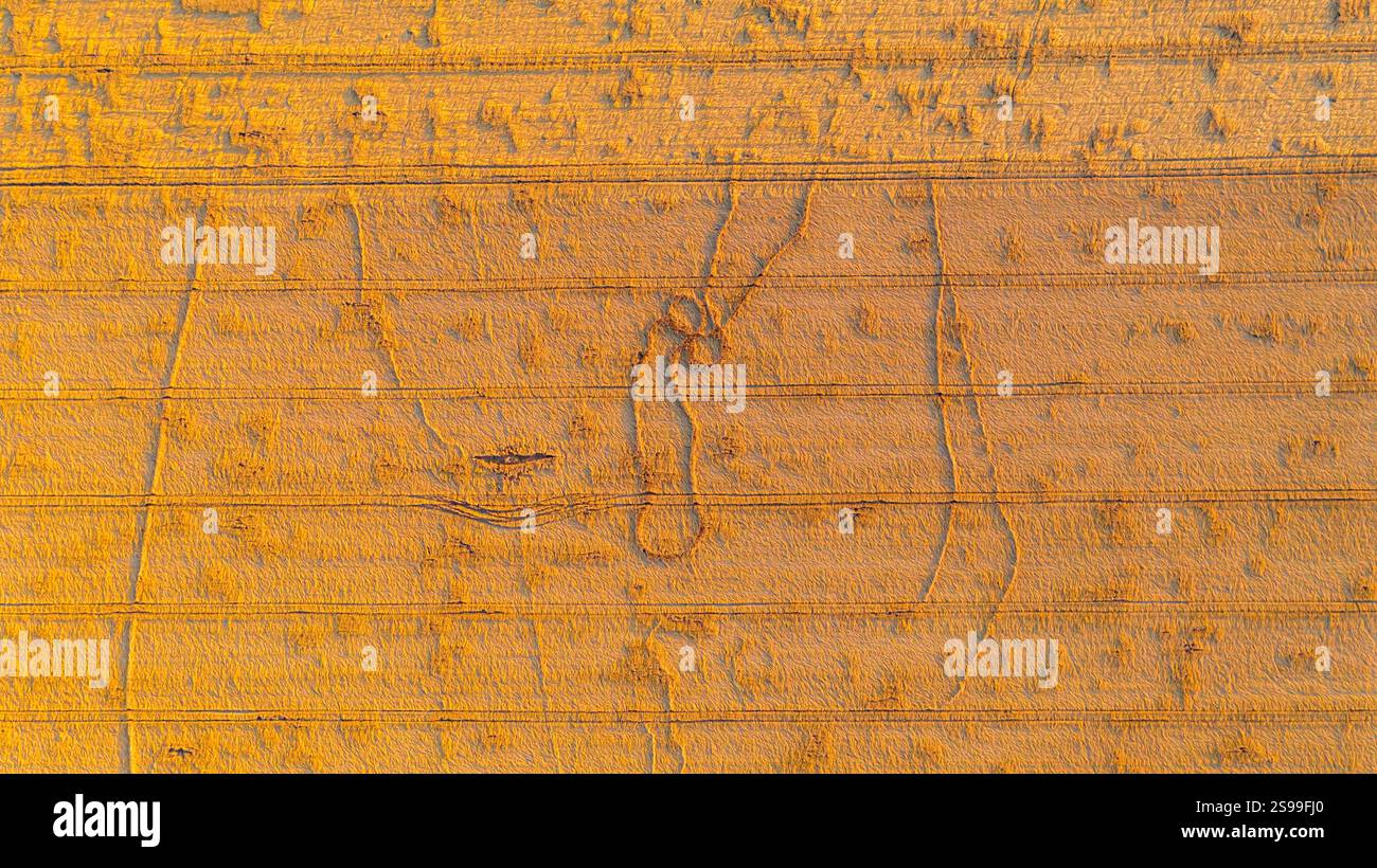 Above top view, strange simple drawings with lines in mature wheat crop ...