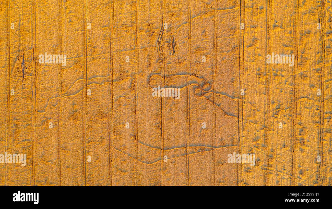 Above top view, strange simple drawings with lines in mature wheat crop ...