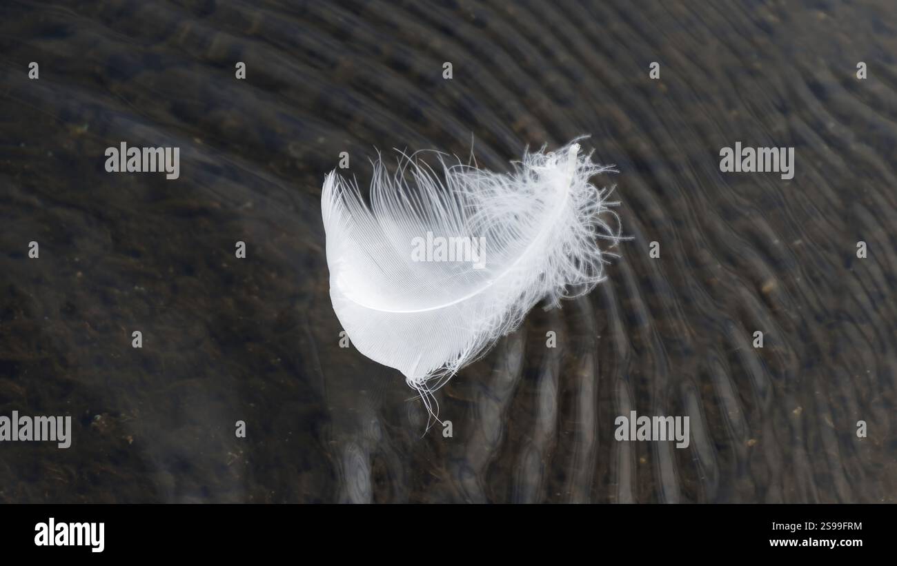 White Feather Resting Gently on Rippling Water Surface Stock Photo - Alamy