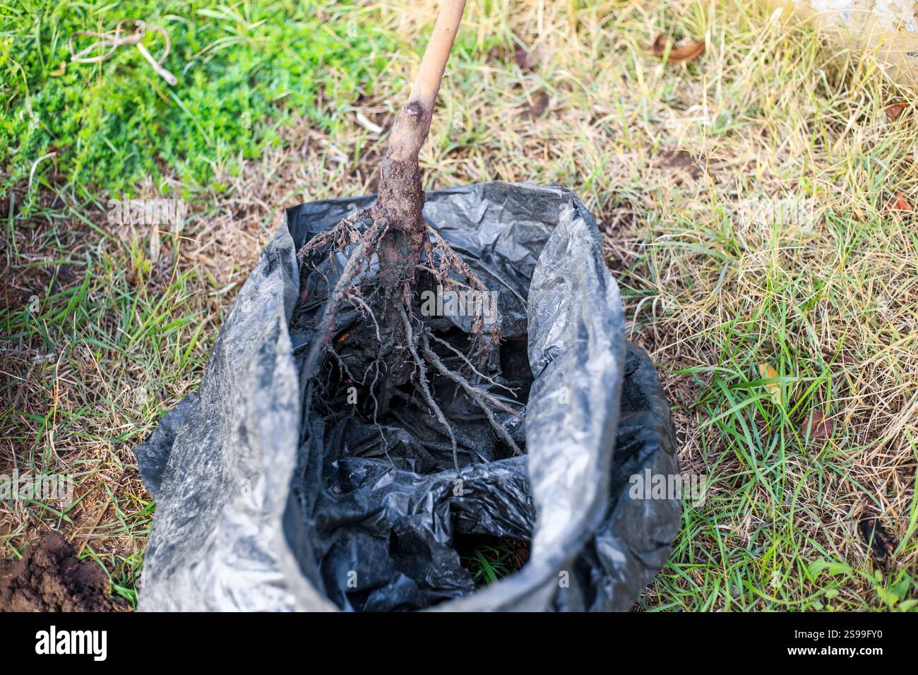 Planting of seedlings. Trunk with roots of fruit tree is prepared for ...