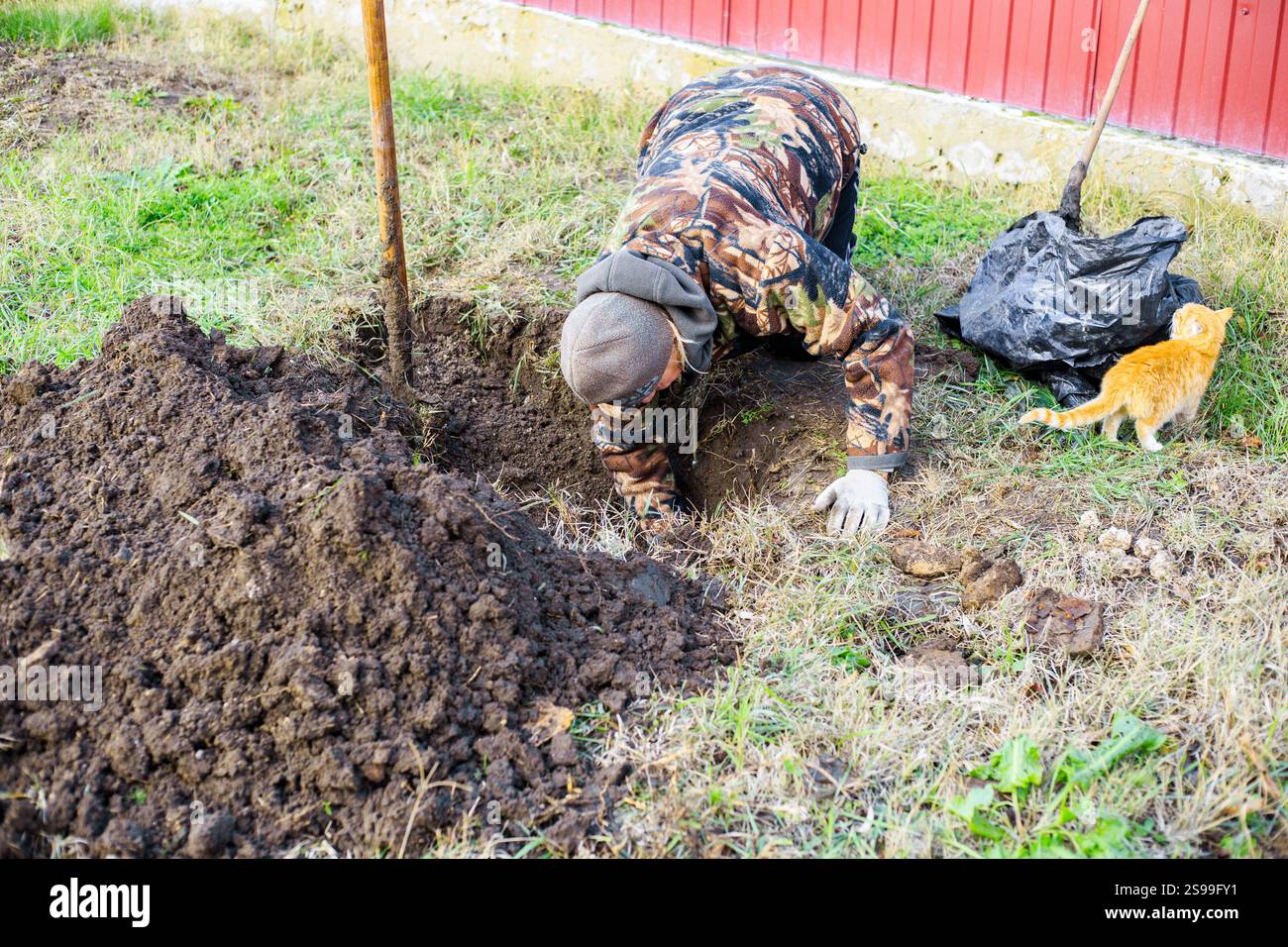 A gardener digs a hole for planting a fruit tree sapling on an autumn ...