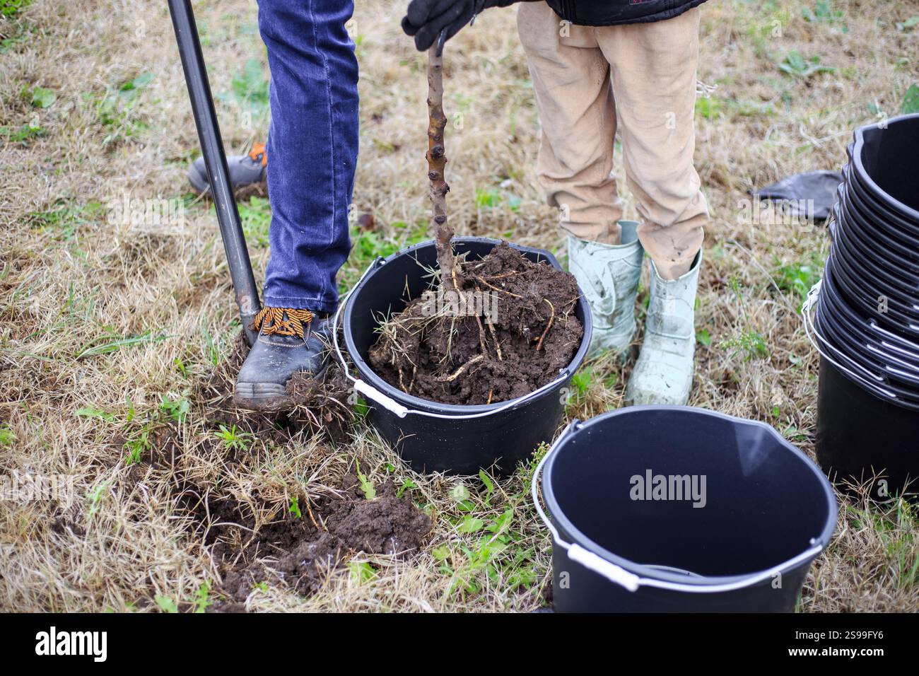 Planting fruit tree seedlings in a tank for sale. Formation of a garden ...