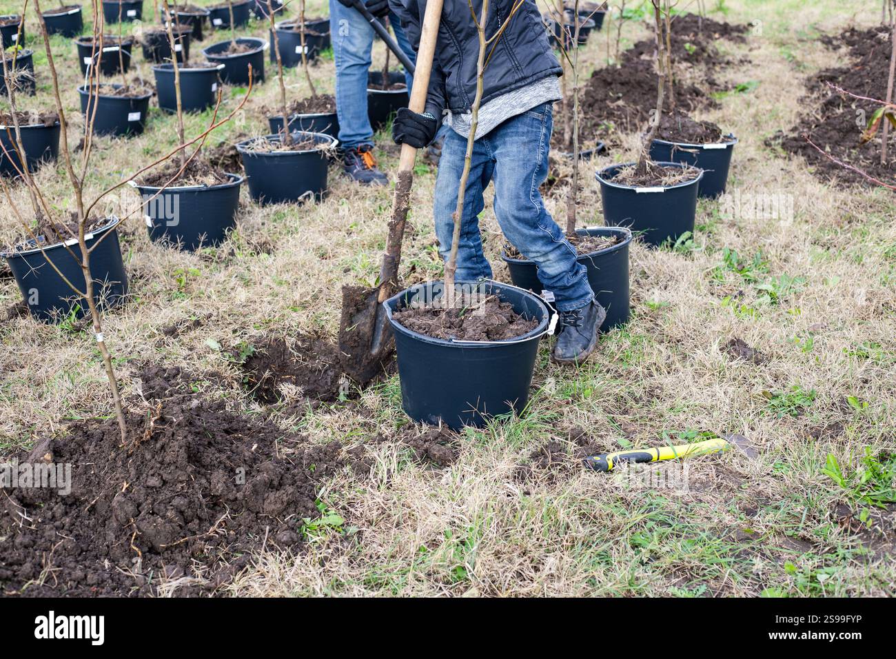 Farmers plant fruit tree seedlings in containers for growing and ...