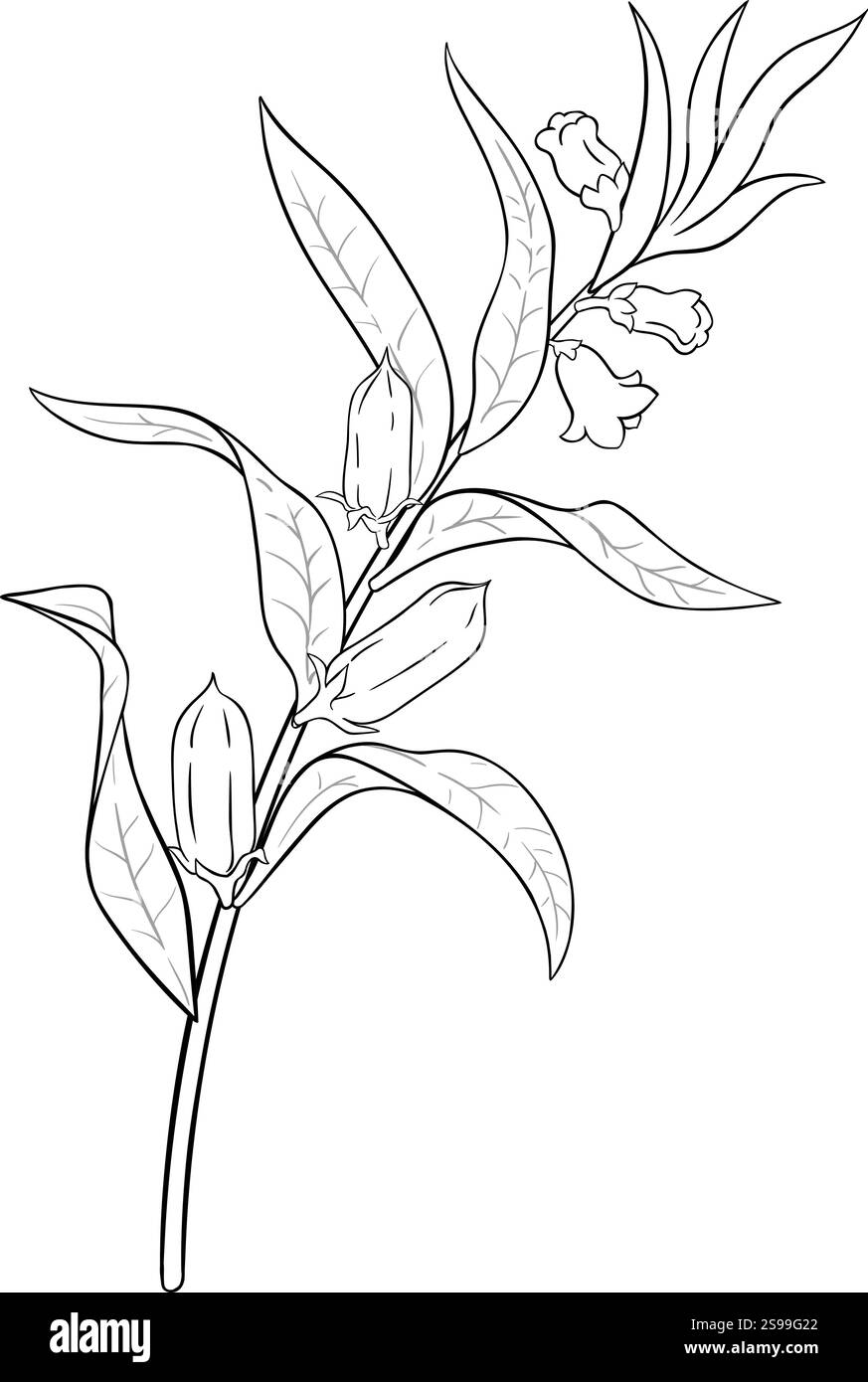 sesame plant with flowers outline illustration Stock Vector Image & Art ...