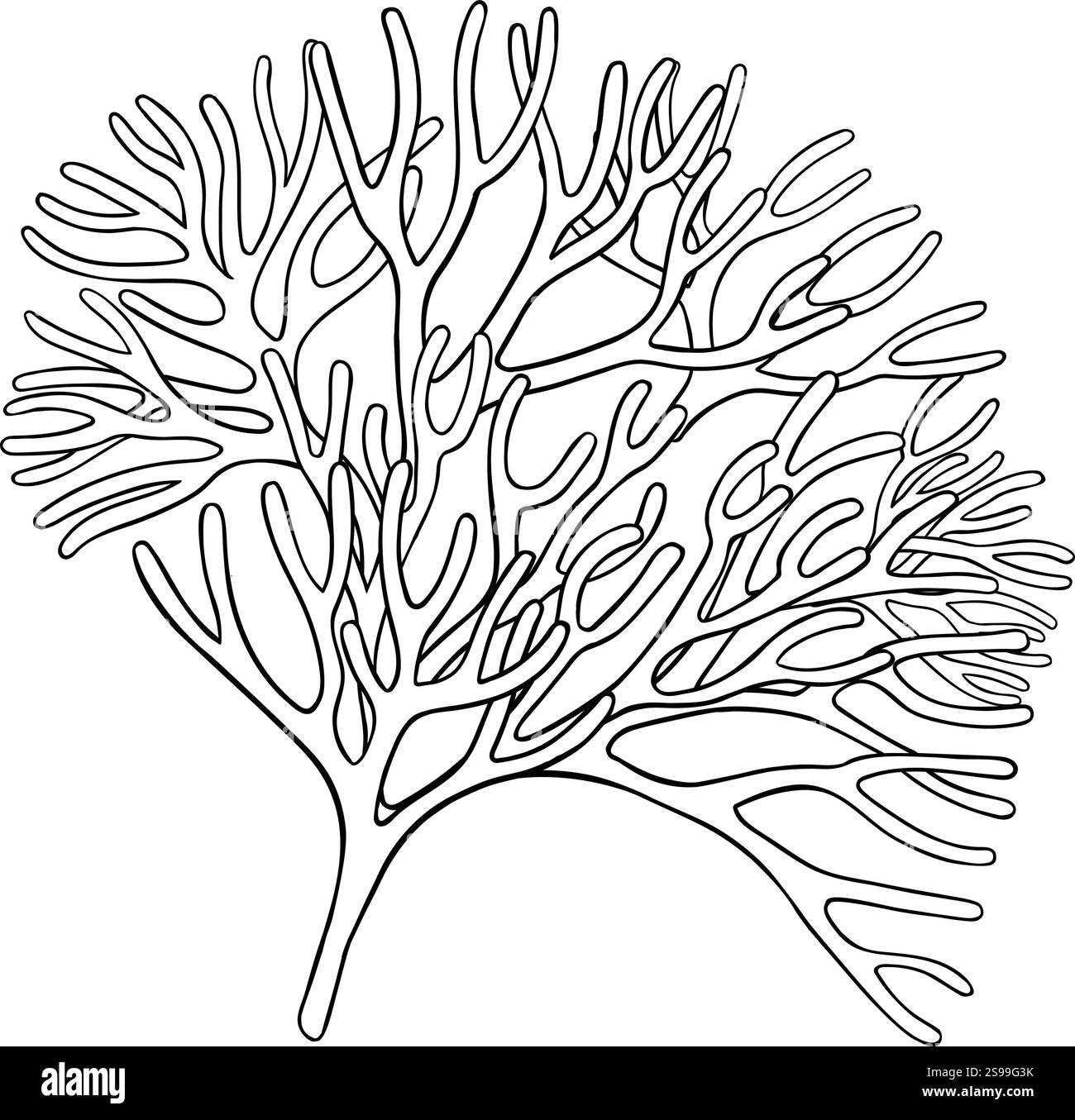 Sea Moss Plant Outline Illustration Stock Vector Image & Art - Alamy