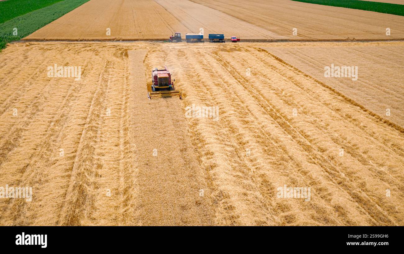 Above view over agricultural harvester, combine as he cutting and ...