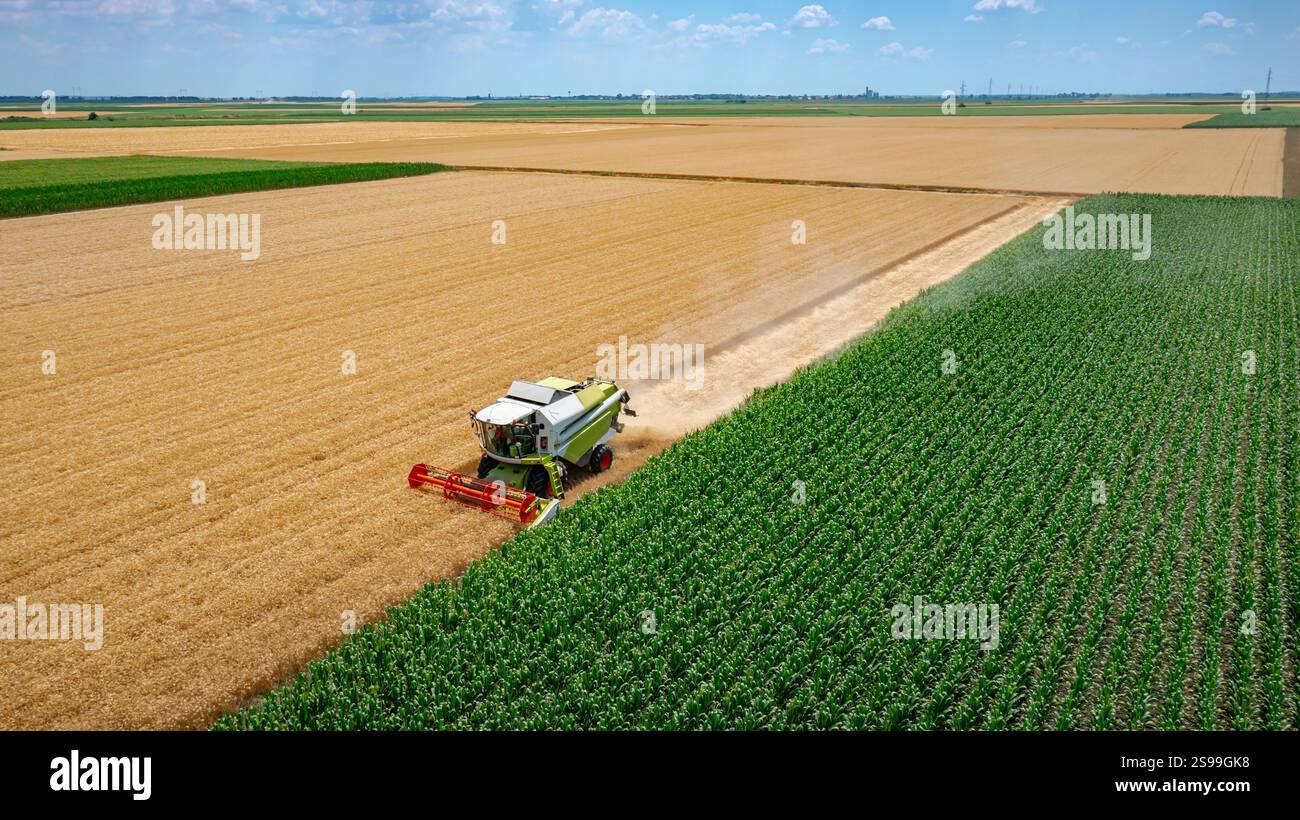 Above view over agricultural harvester, combine as he cutting and ...